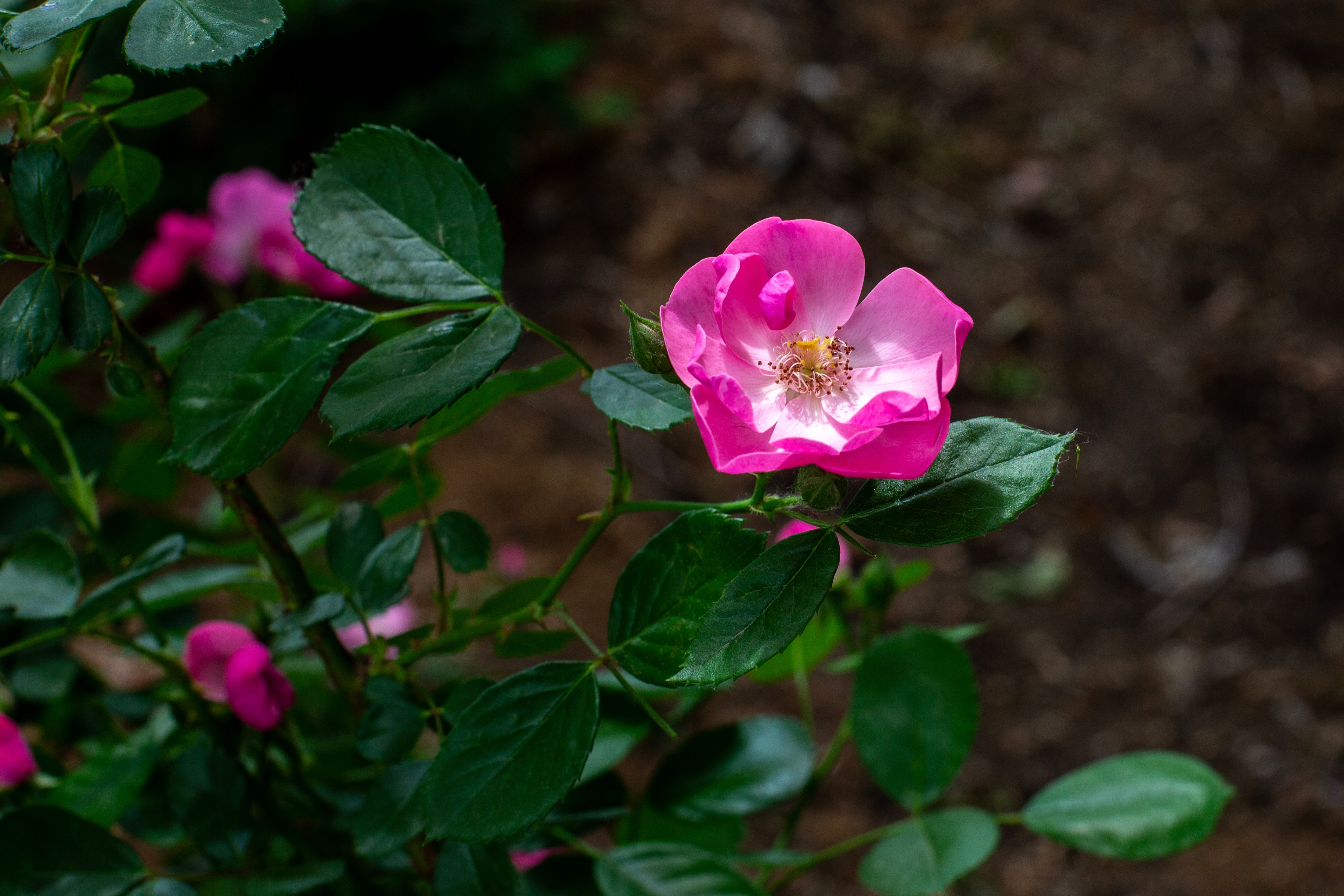 Vibrant pink flower in lush garden setting · Free Stock Photo