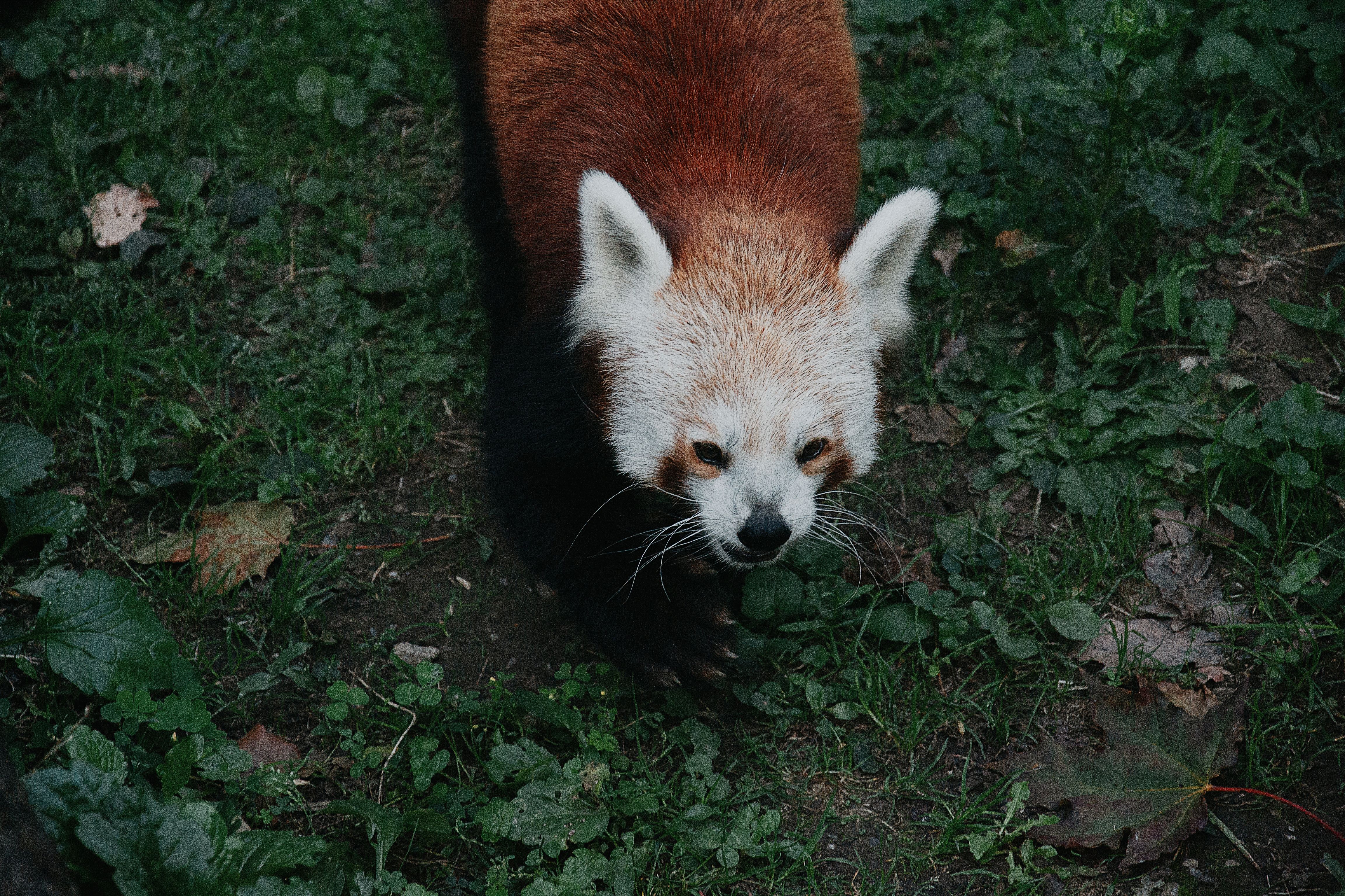 4k Panda Wallpaper Photos, Download The BEST Free 4k Panda Wallpaper ...