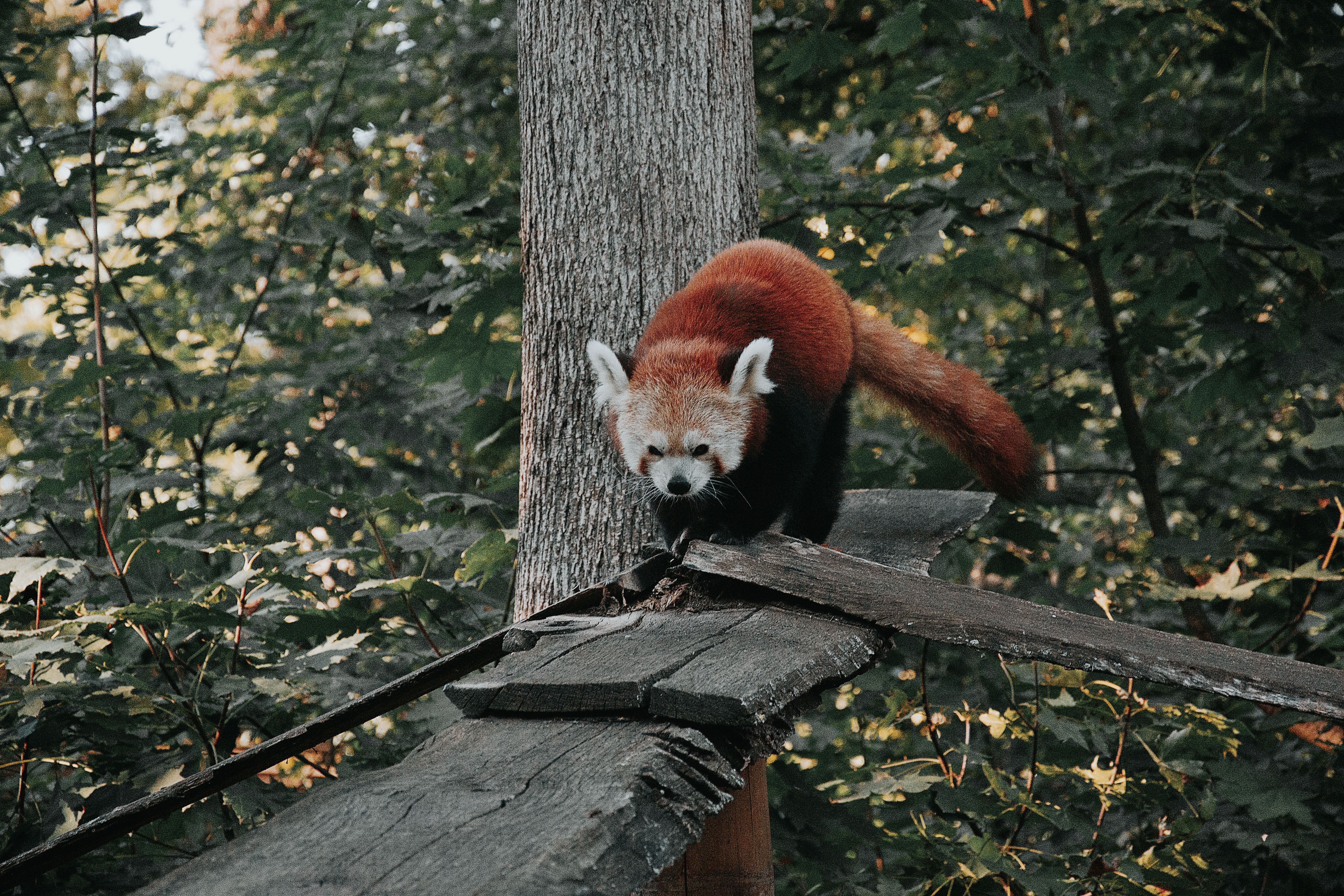 Red Panda in Hungarian Woodland Habitat · Free Stock Photo