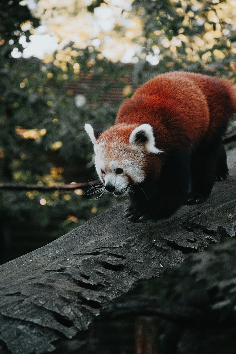 Red Panda Wallpapers Photos, Download The BEST Free Red Panda ...