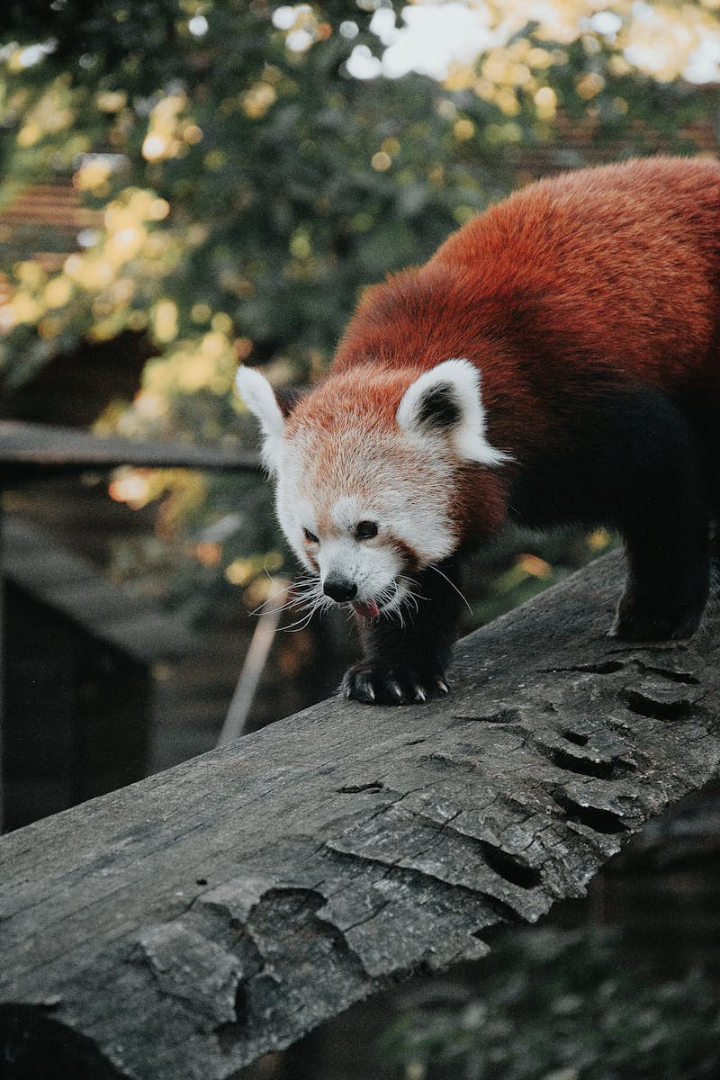 Panda Paws Photos, Download The BEST Free Panda Paws Stock Photos & HD ...