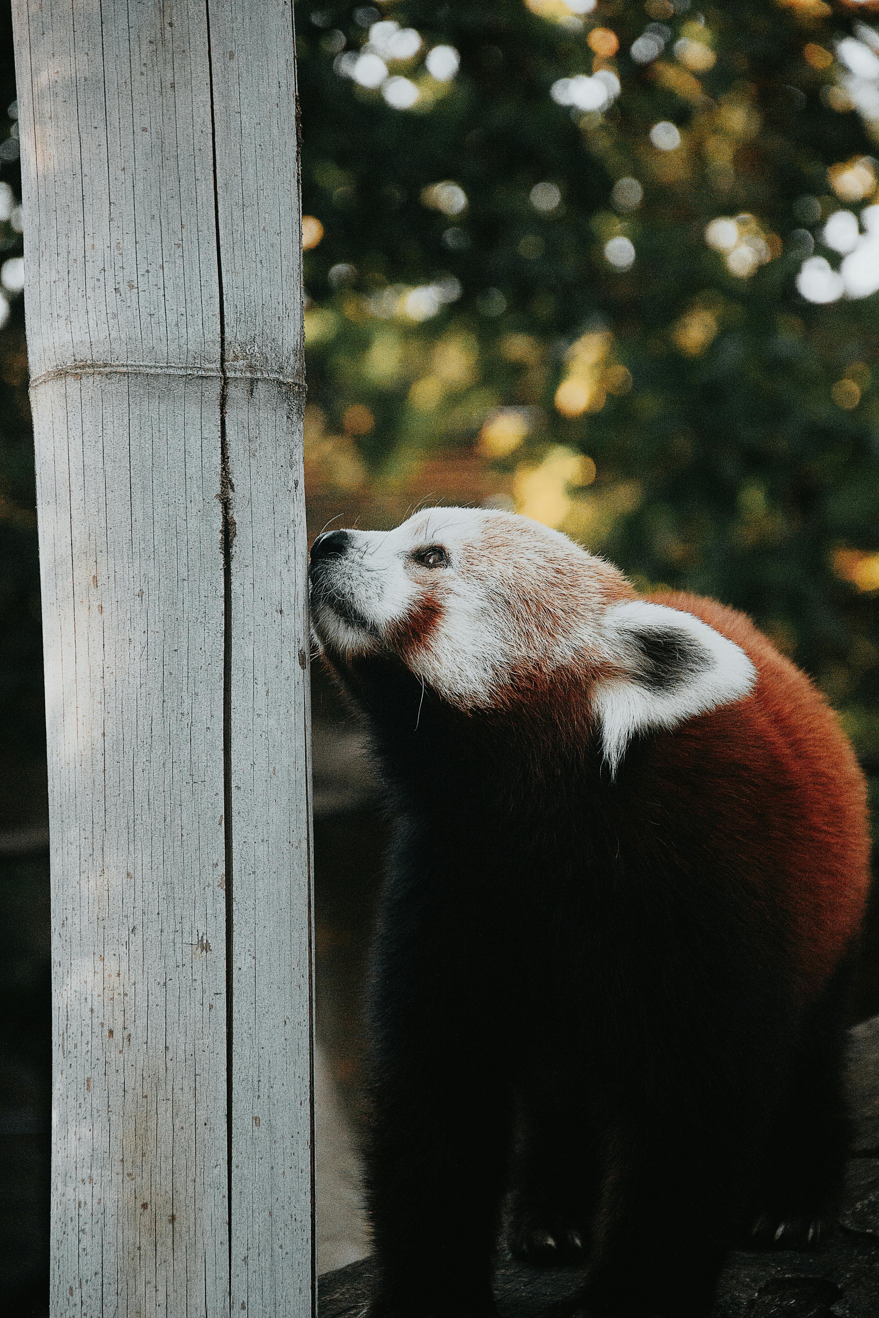 Landscape Wallpaper Animated Photos, Download The BEST Free Landscape ...