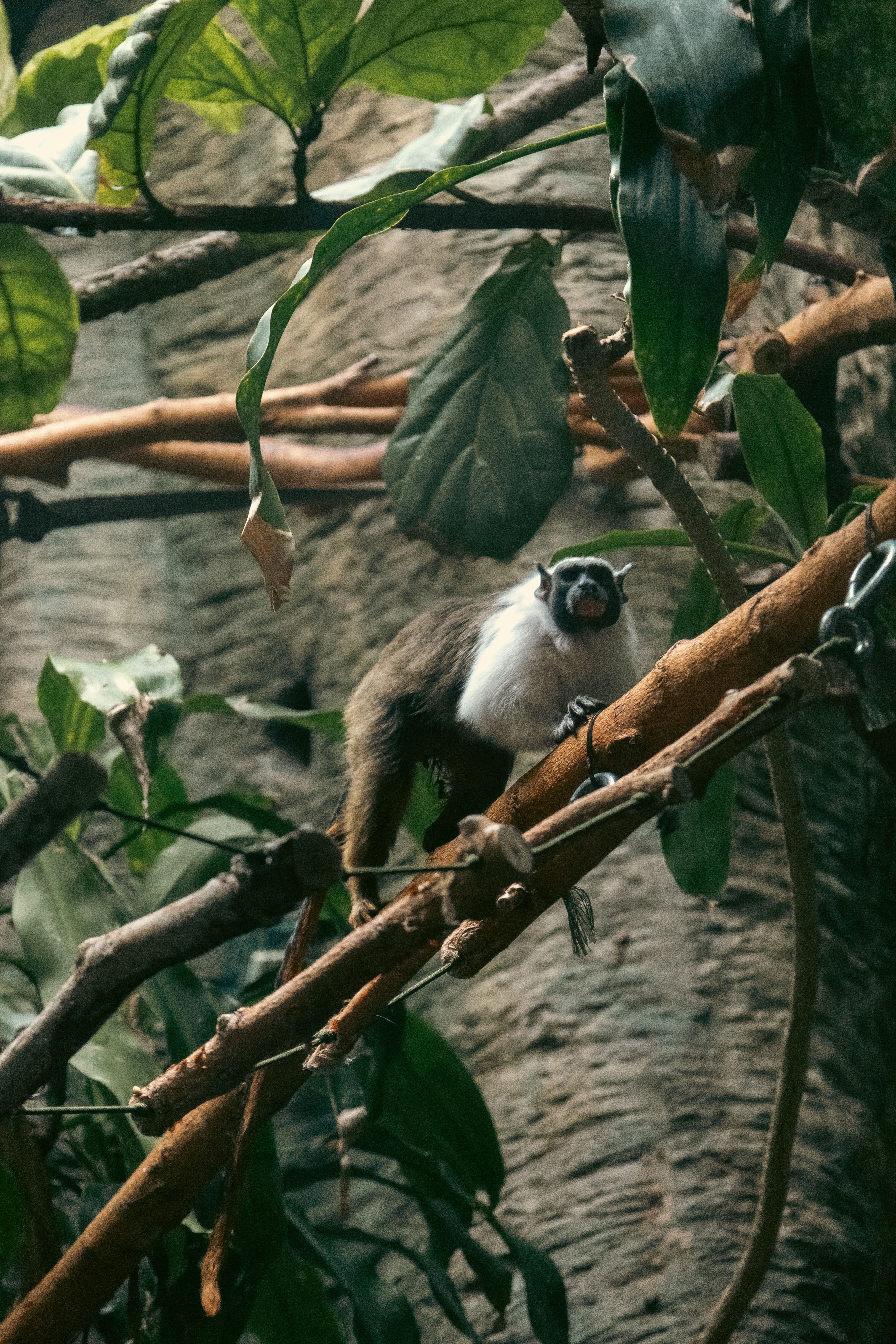 Monkeys And Frogs Photos, Download The BEST Free Monkeys And Frogs ...
