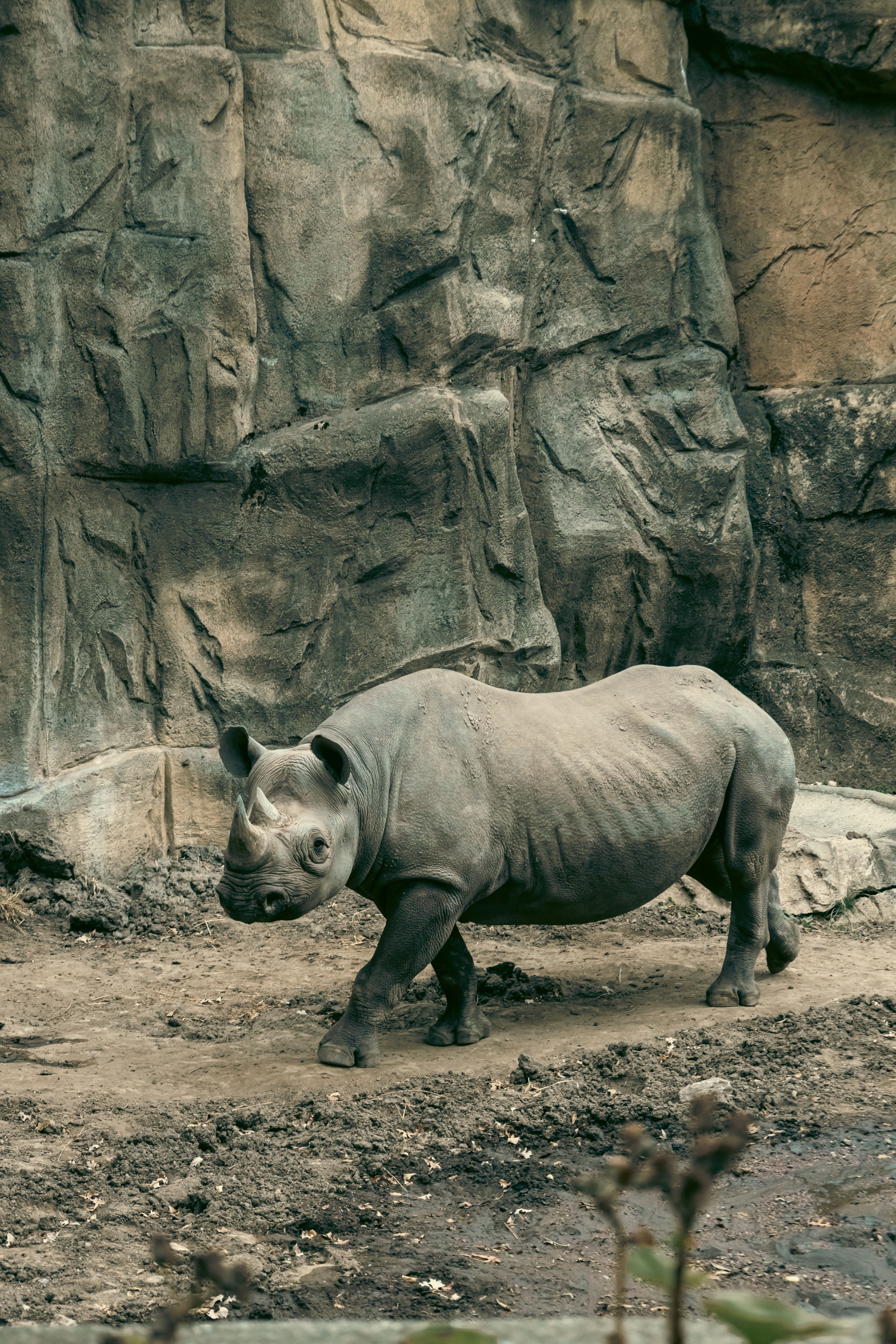Zoo Animal Clip Art Photos, Download The BEST Free Zoo Animal Clip Art ...