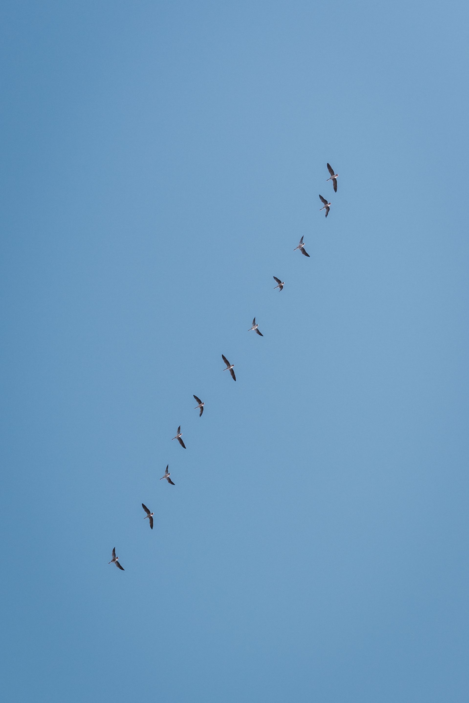 Birds Flying Images Photos, Download The BEST Free Birds Flying Images ...