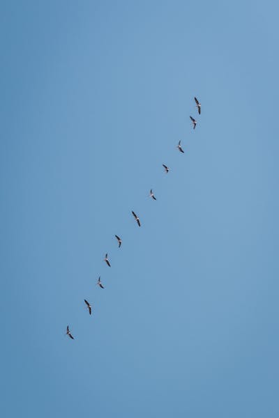 Pixel Birds Photos, Download The BEST Free Pixel Birds Stock Photos ...