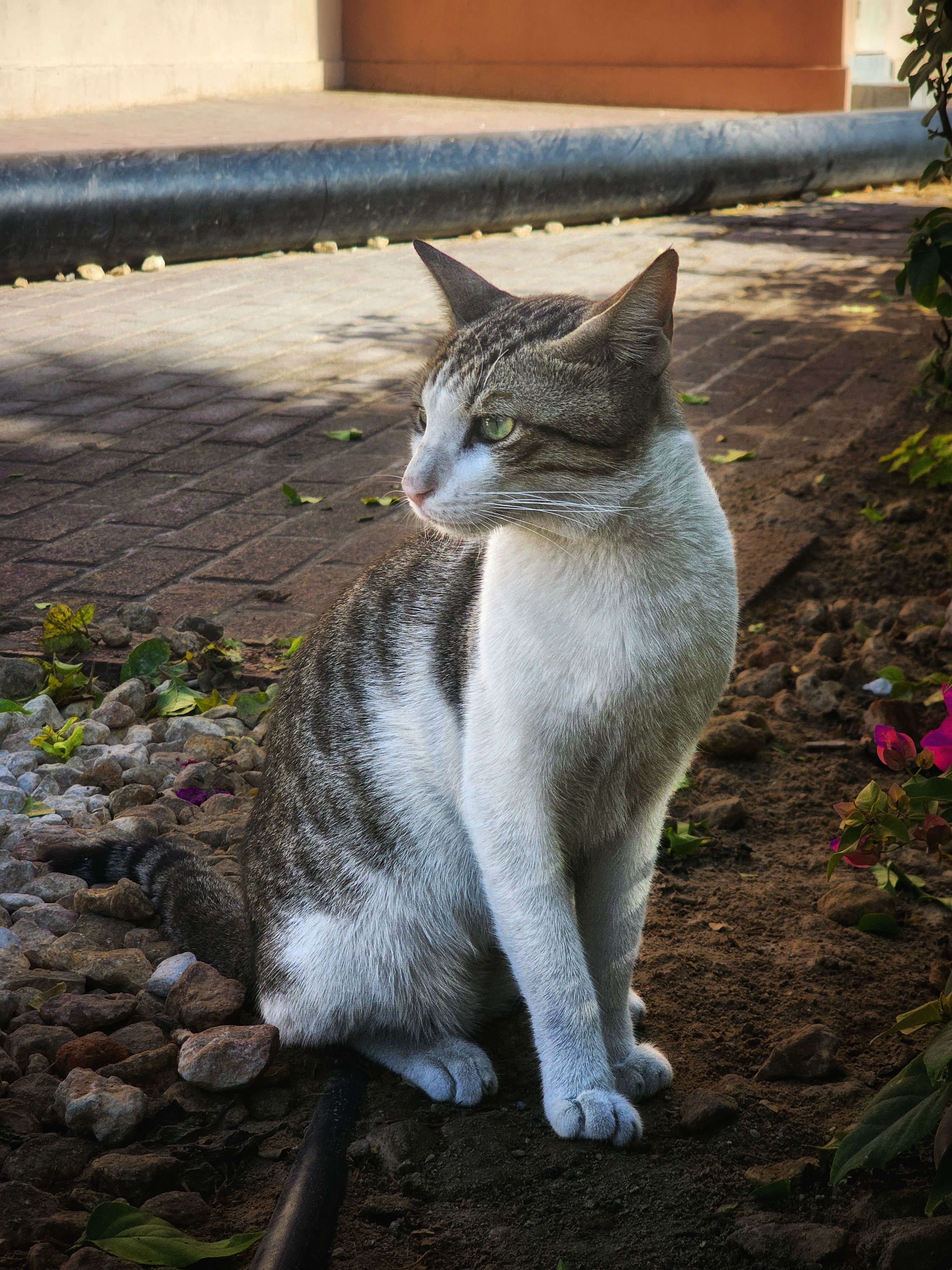 Tabby Kat Zittend In Een Tuin In Dubai · Gratis stockfoto