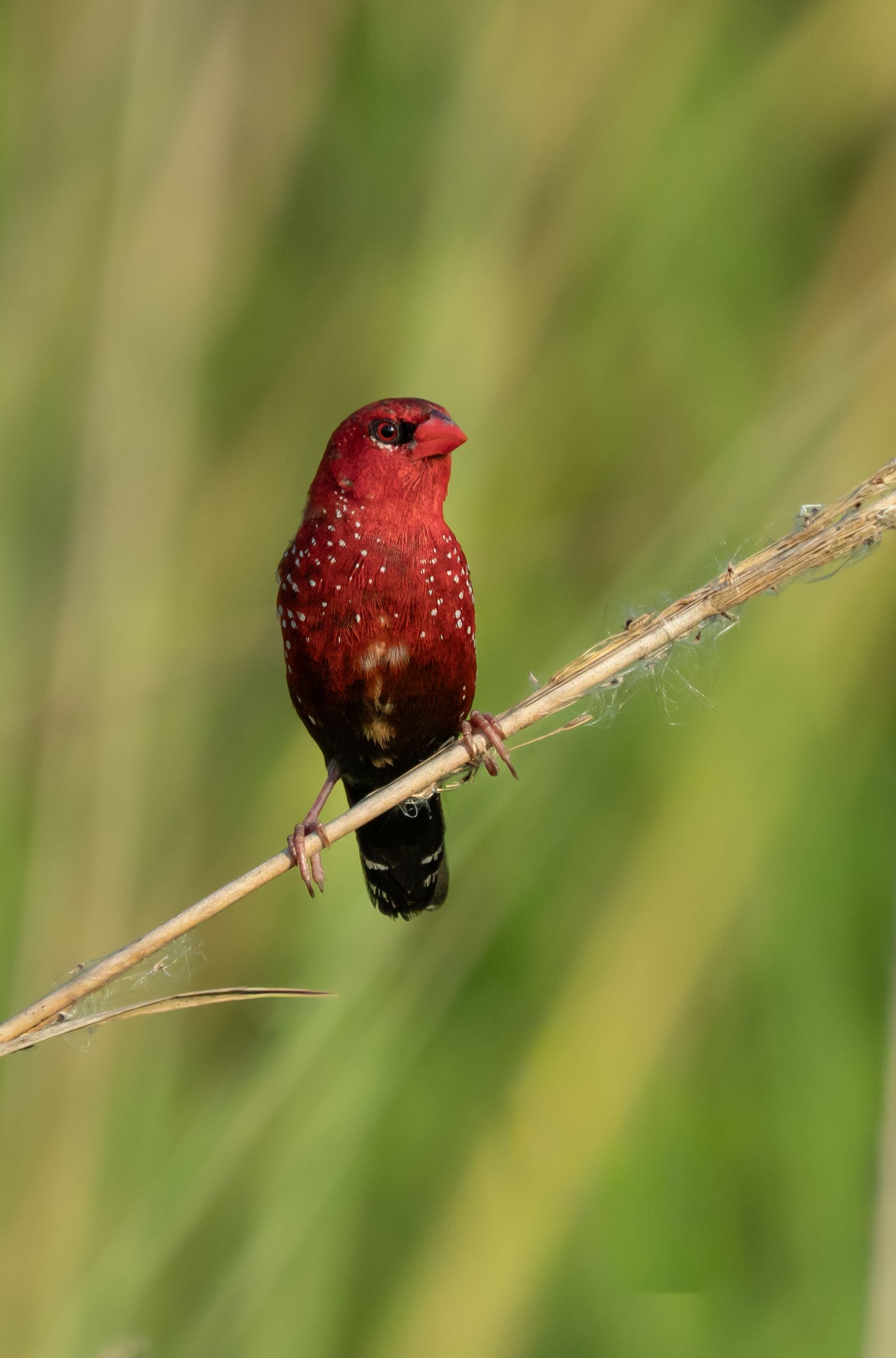 Beautiful Red Avadavat Perched on Reed Outdoors · Free Stock Photo