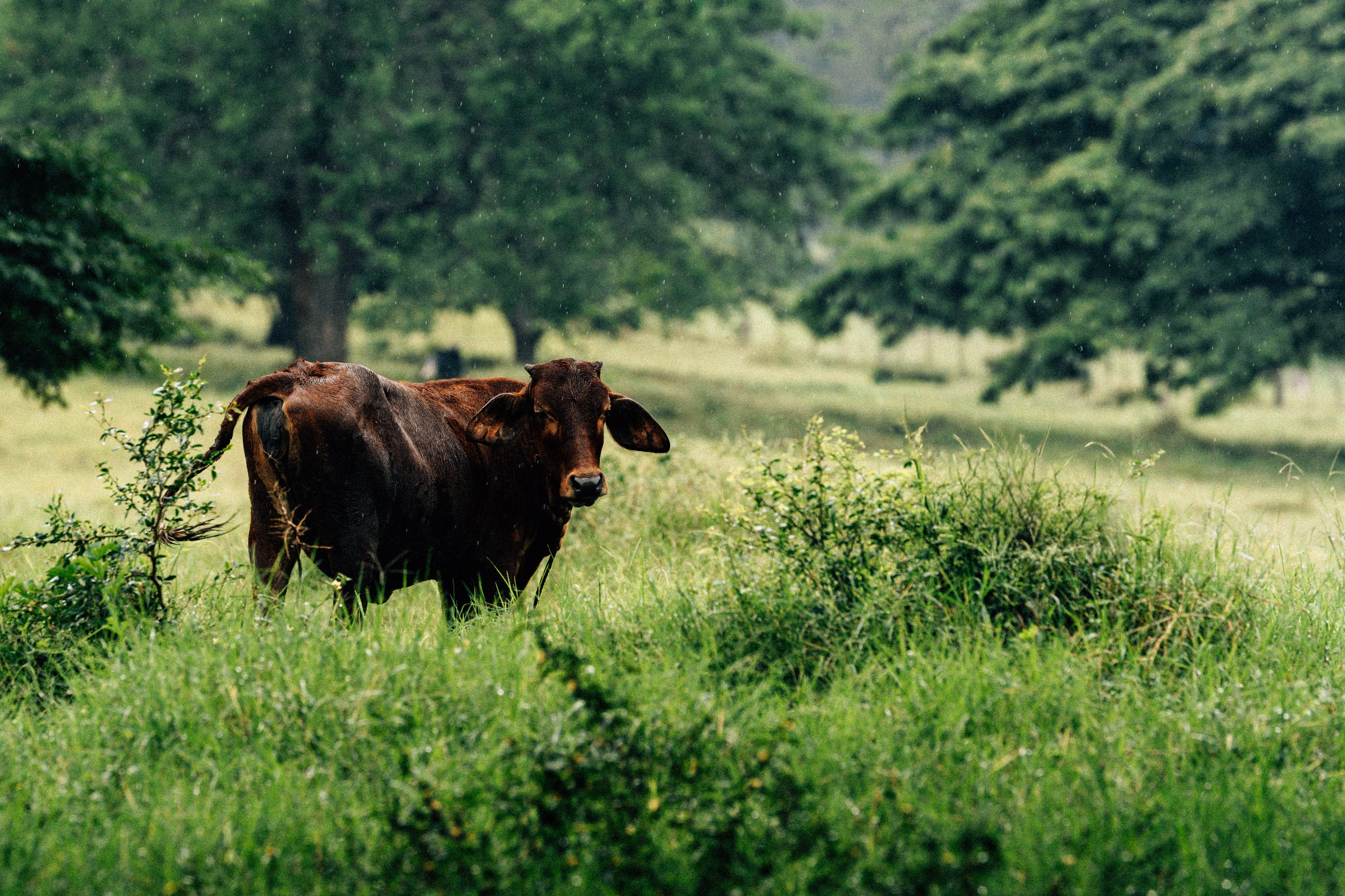 Sapi Coklat Merumput Di Padang Rumput Hijau Yang Subur · Foto Stok Gratis