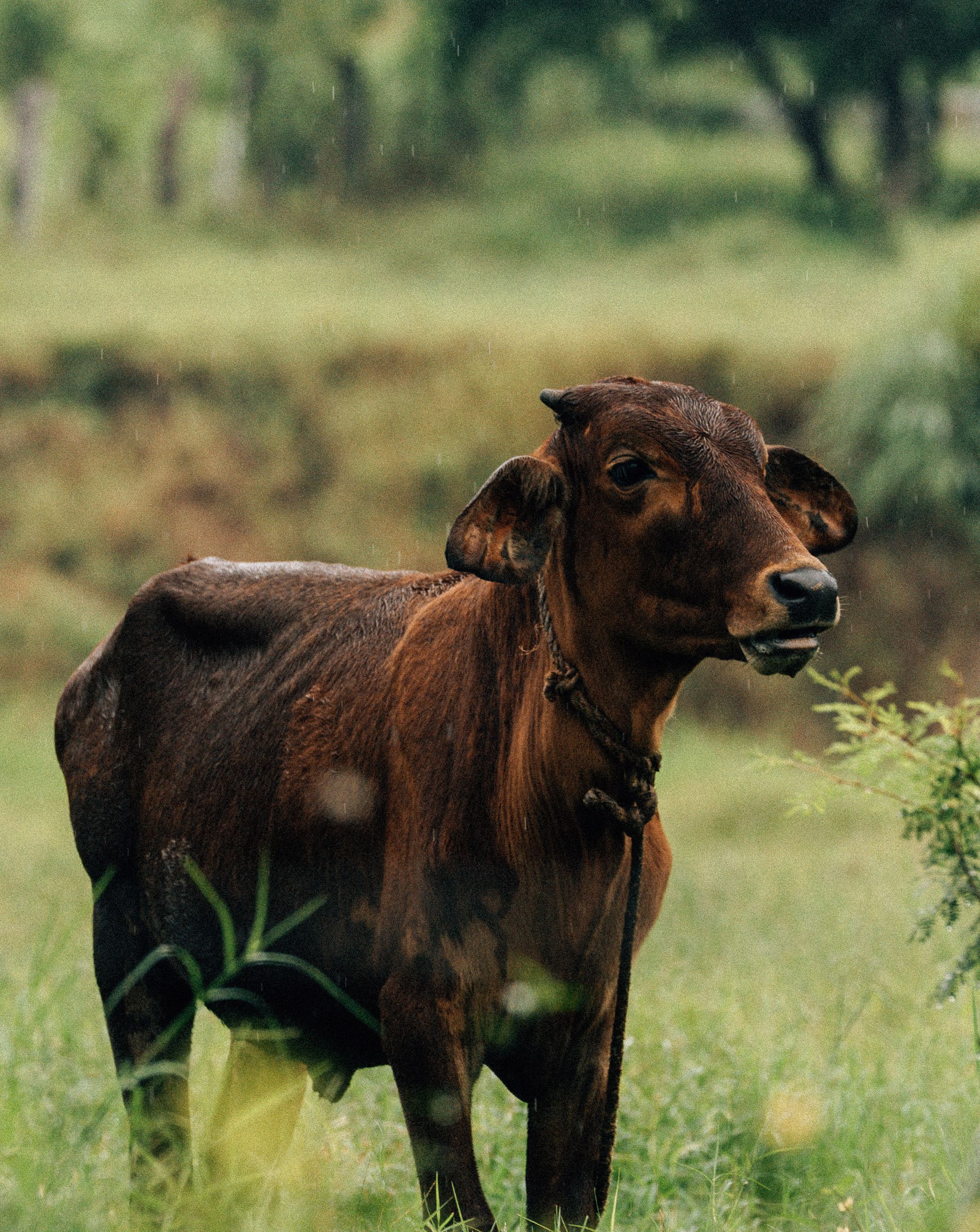 Brown Cow on Green Grass Field · Free Stock Photo