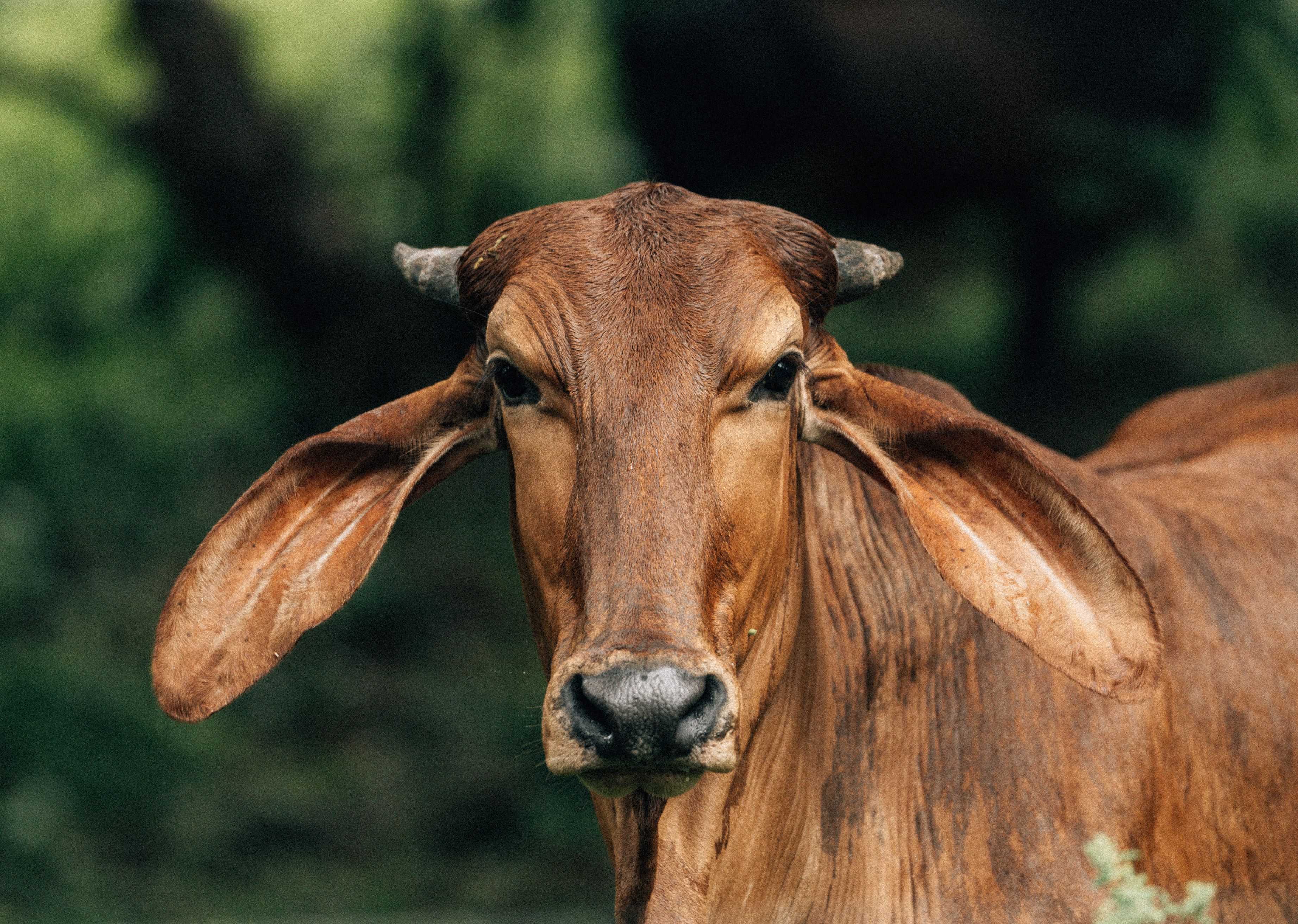 Hindu Brahman Photos, Download The BEST Free Hindu Brahman Stock Photos ...