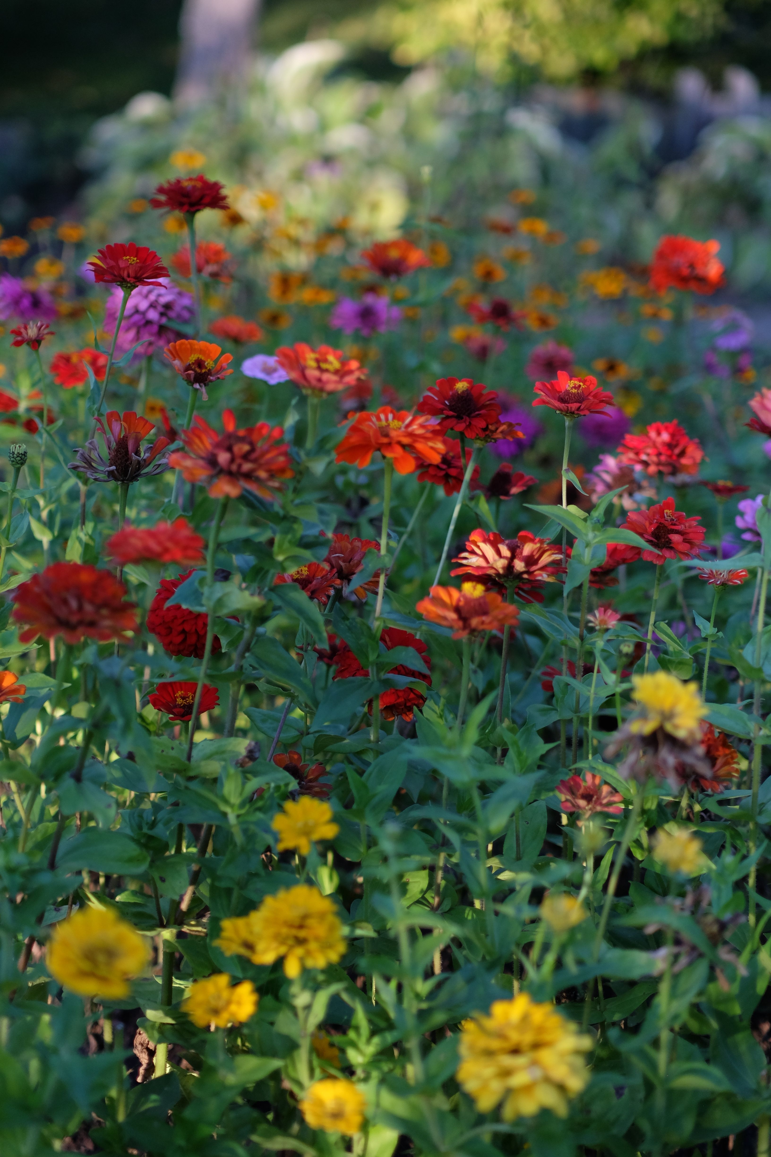 Vibrant Zinnia Flower Field in Poland's Countryside · Free Stock Photo