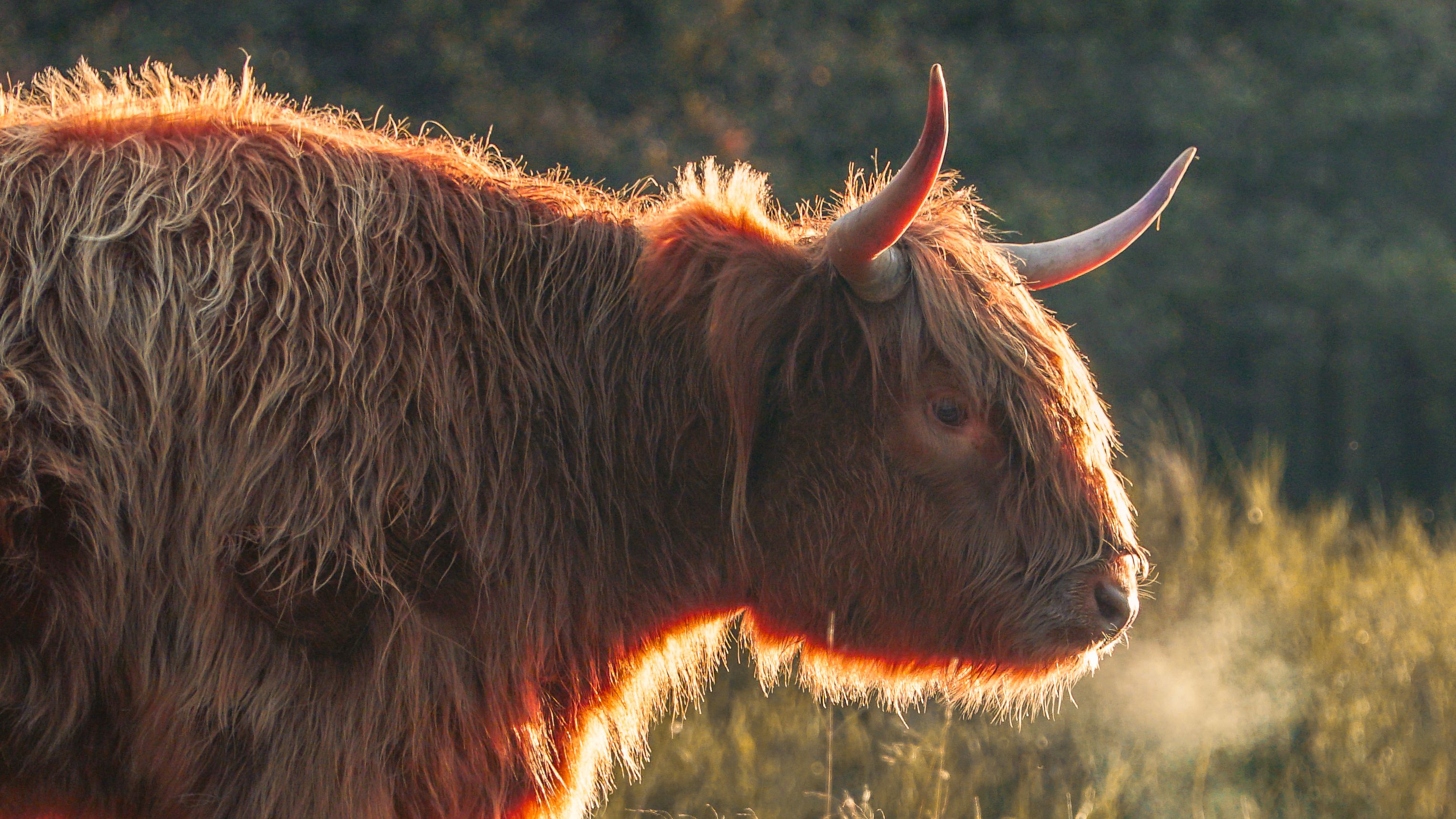 Highland Cow with Curved Horns in Sunlight · Free Stock Photo