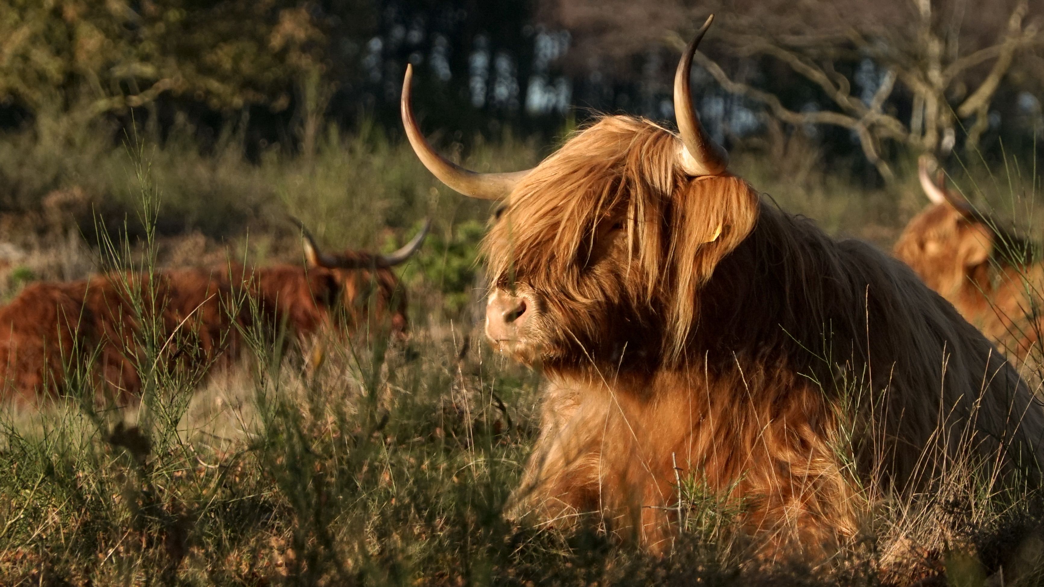 Highland Cow Screensaver Photos, Download The BEST Free Highland Cow ...