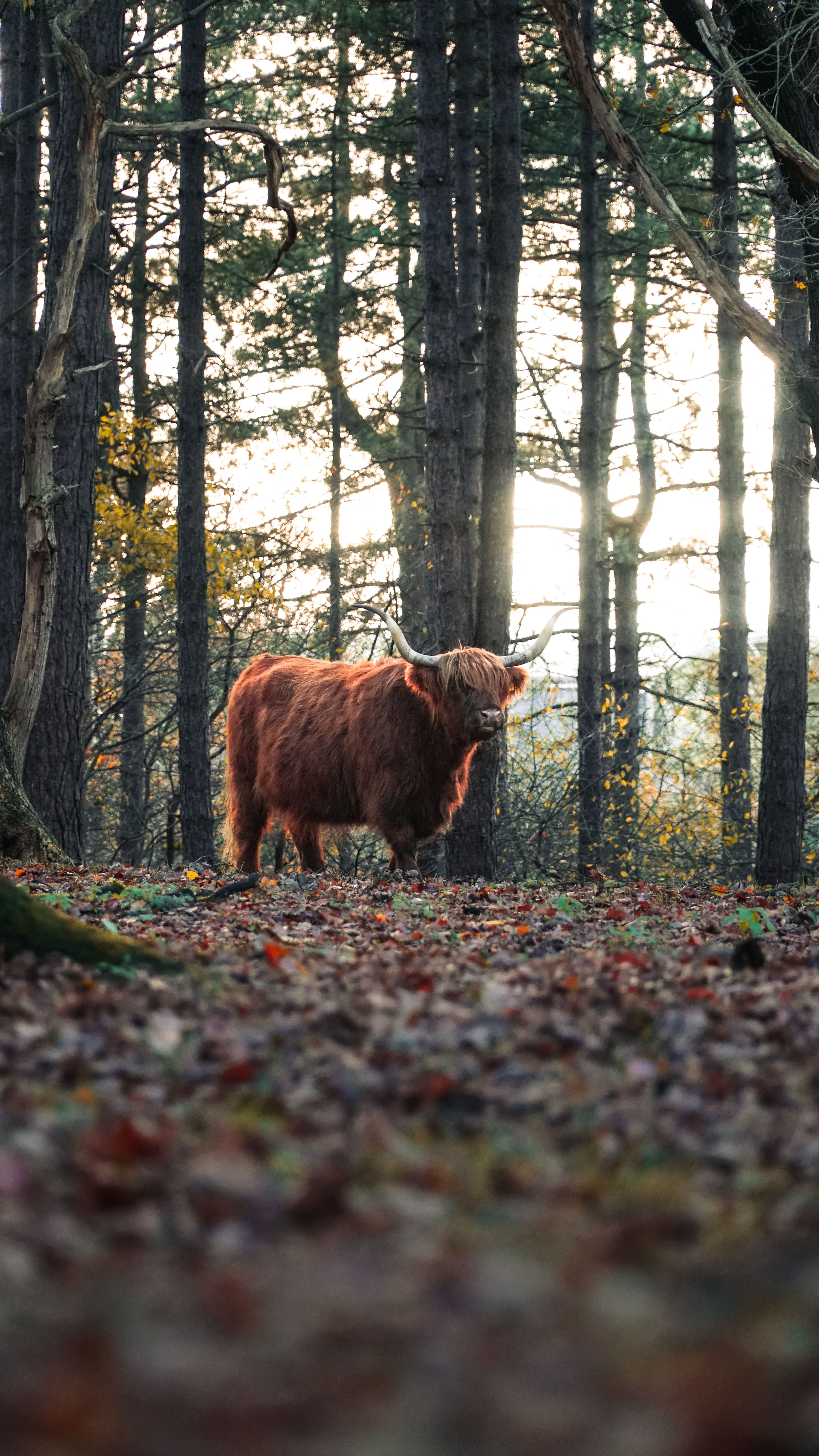 Highland Cow Screensaver Photos, Download The BEST Free Highland Cow ...