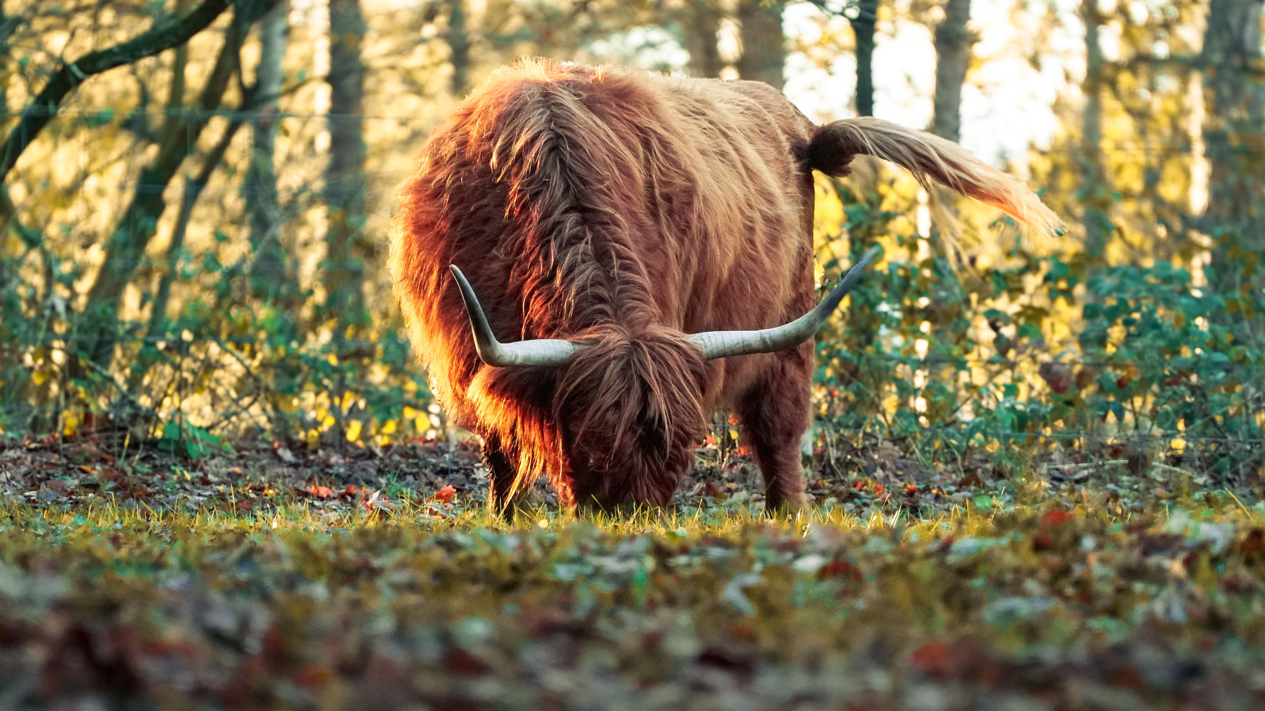 Cows+Hair Photos, Download The BEST Free Cows+Hair Stock Photos & HD Images