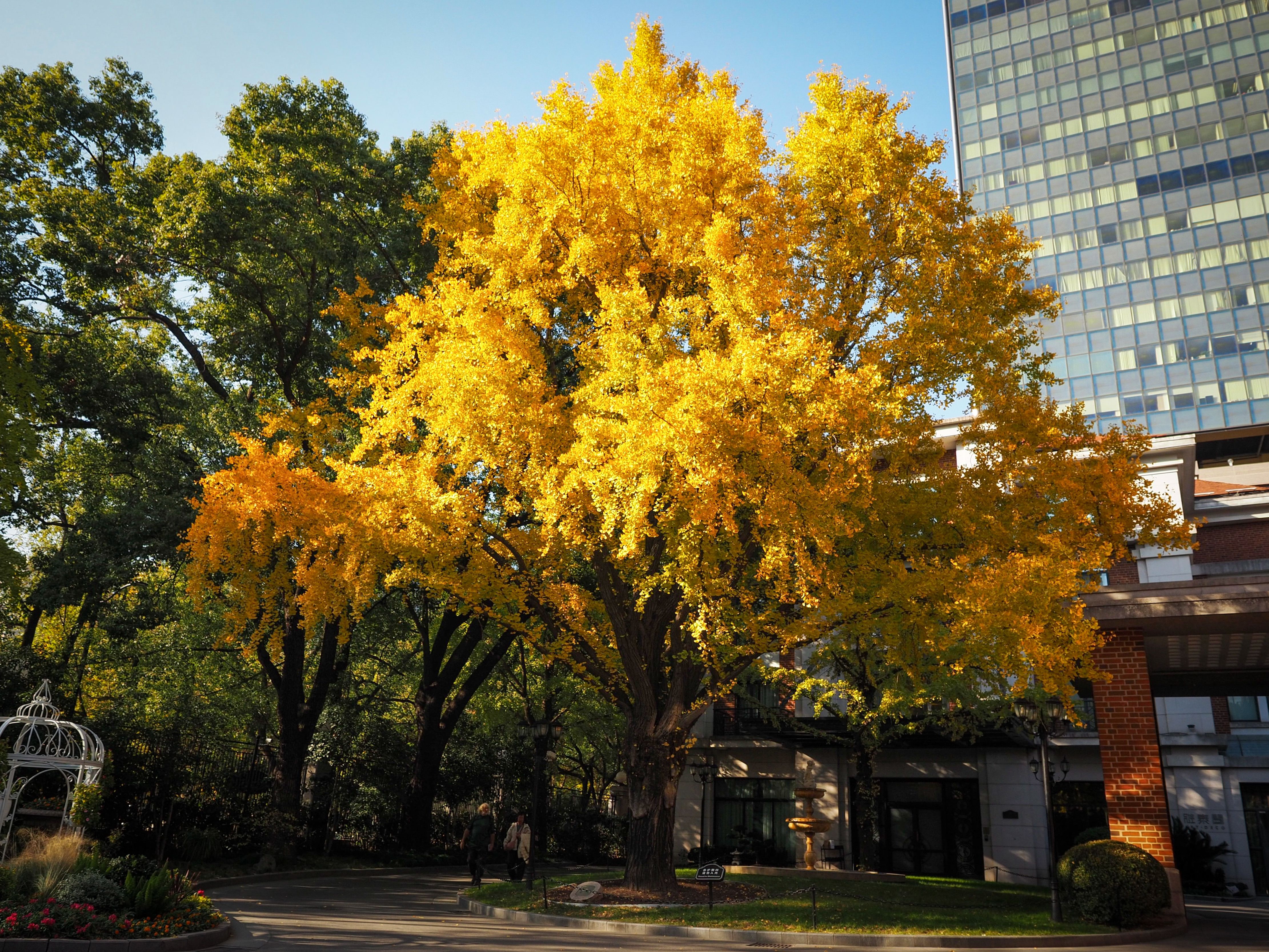 Vibrant Autumn Ginkgo Tree in Urban Setting · Free Stock Photo