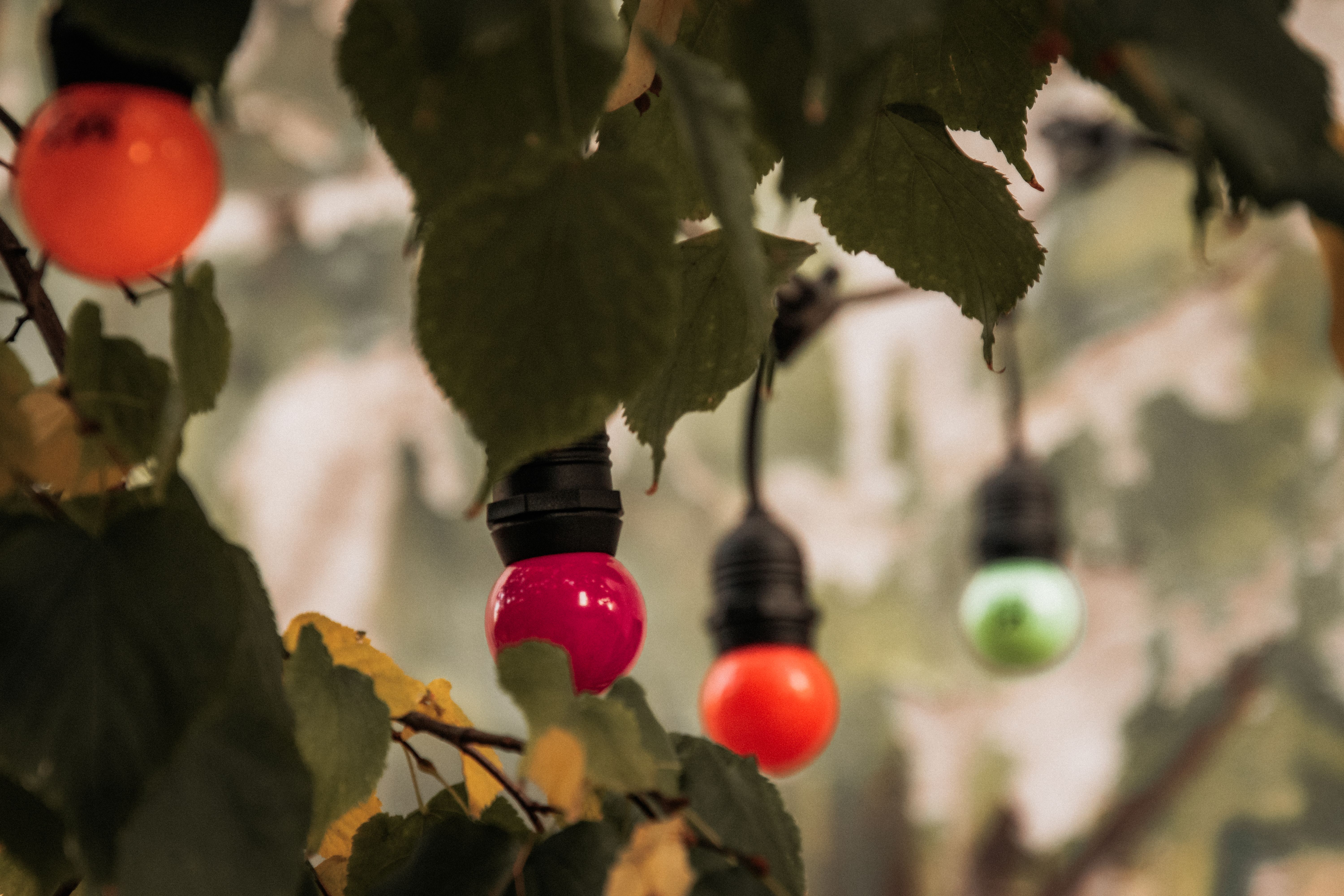 Colorful String Lights Amidst Autumn Leaves · Free Stock Photo