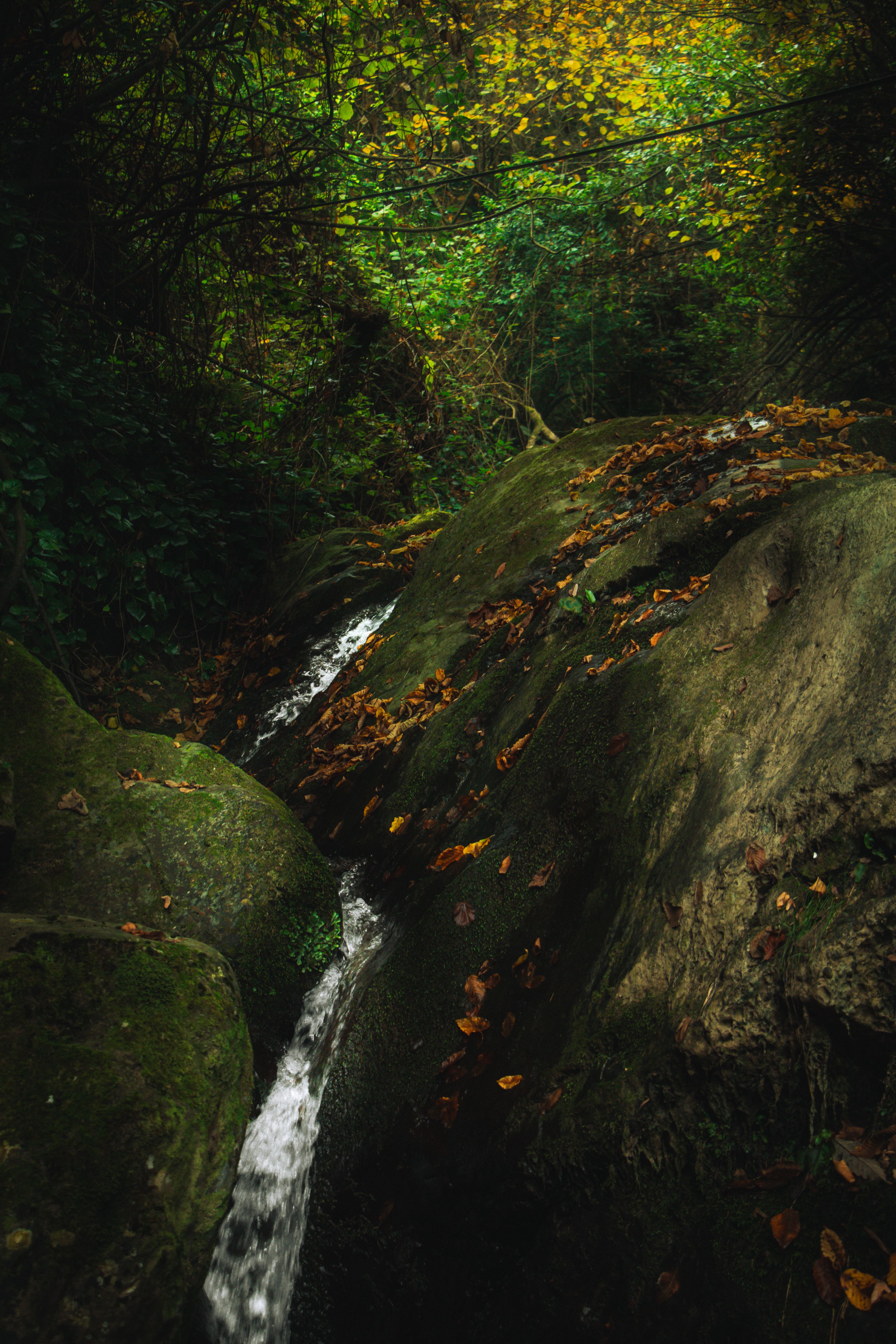 Serene Stream Flowing Through Autumn Forest · Free Stock Photo