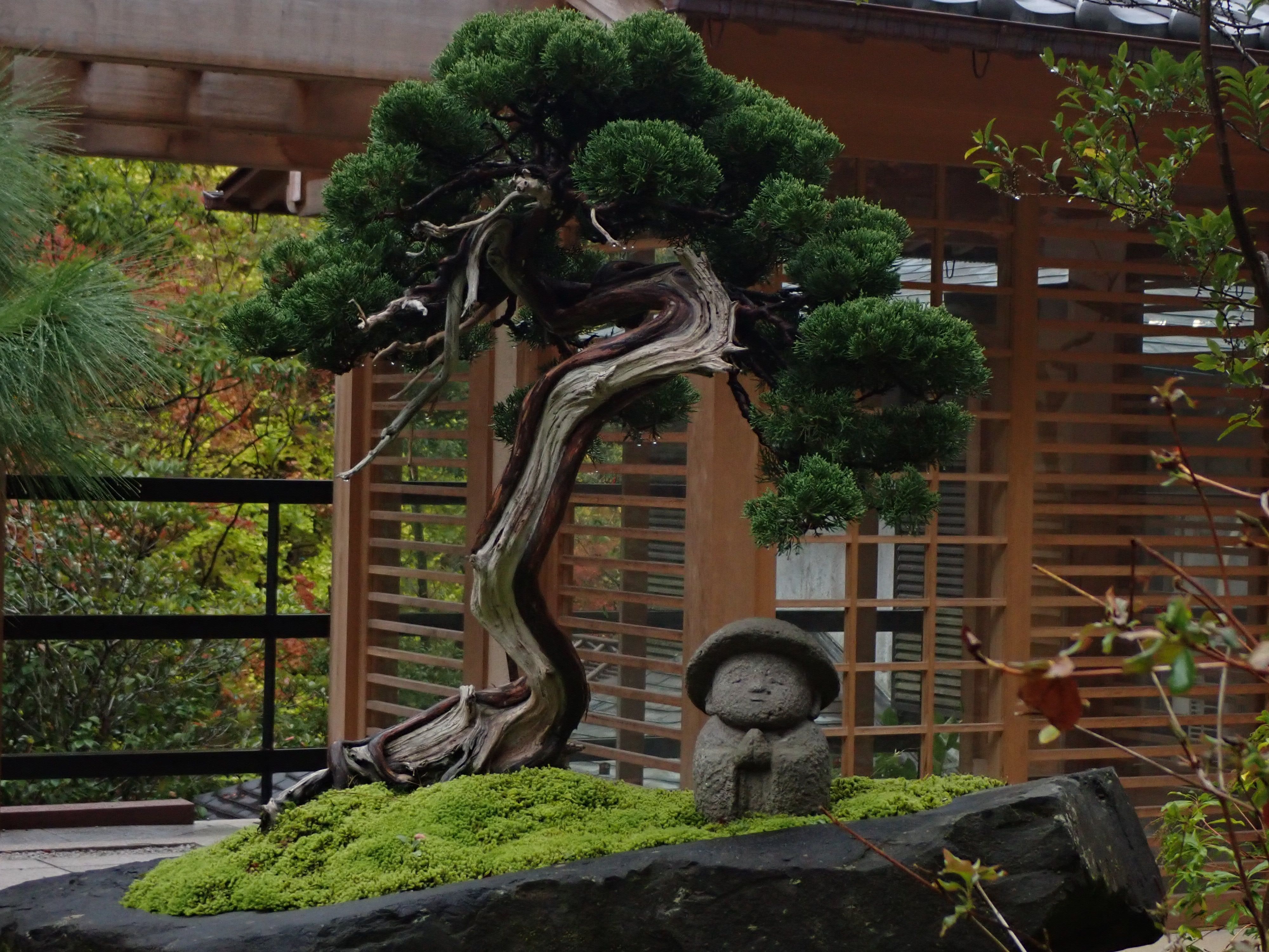 Serene Bonsai Display in Japanese Garden · Free Stock Photo