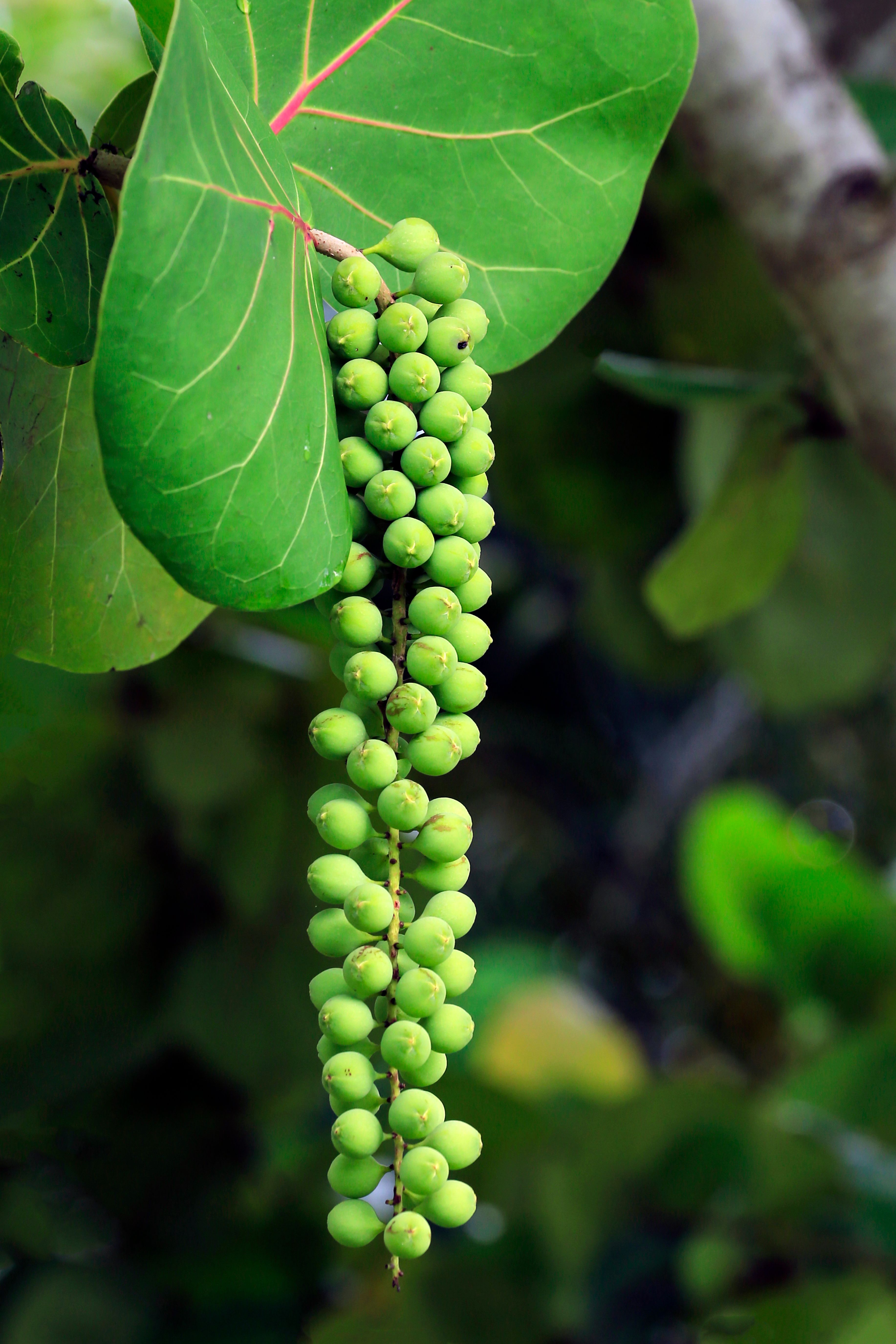 Close-Up of Seagrape Cluster on Tree · Free Stock Photo