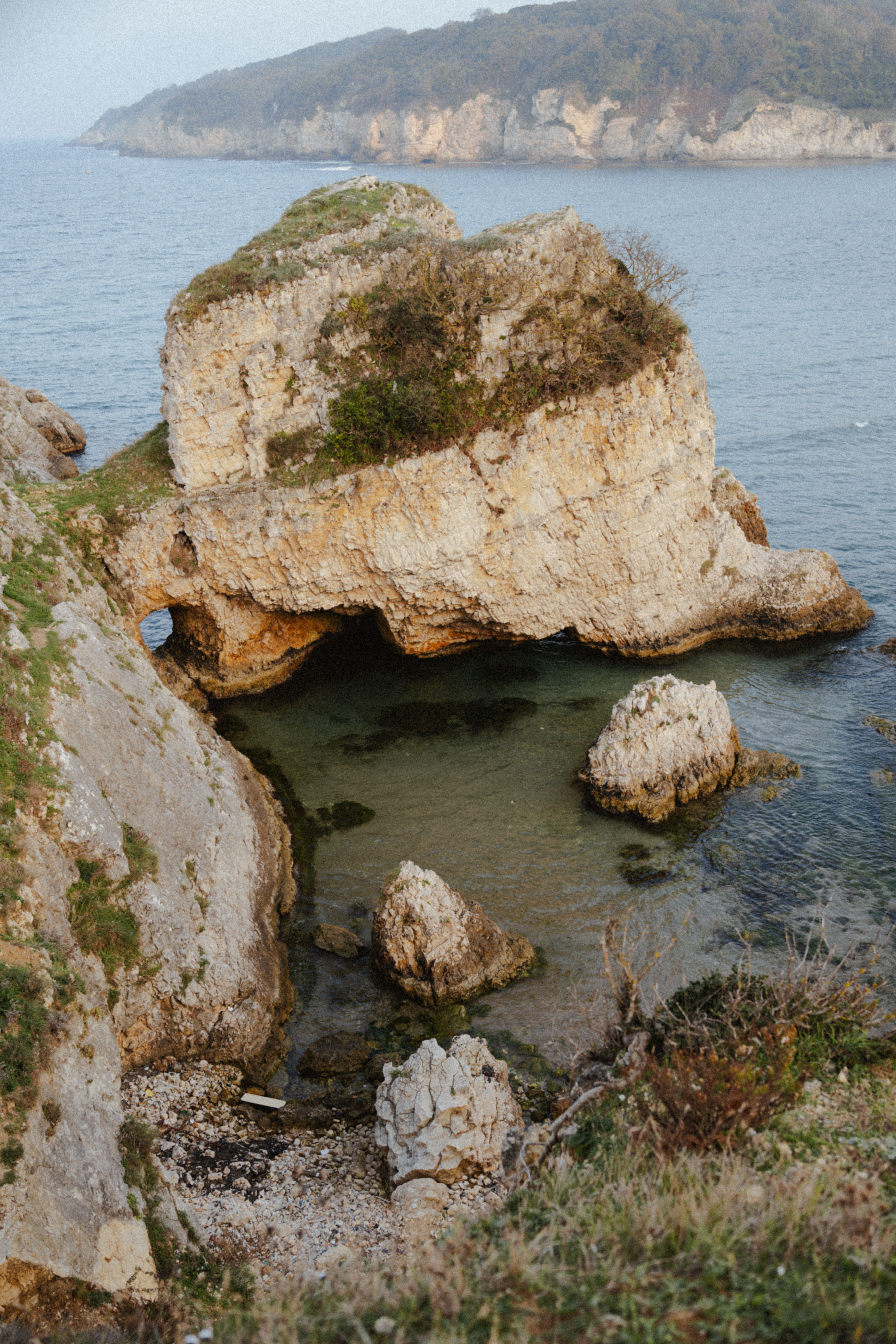 Agva Bitkisi Yonca Photos, Download The BEST Free Agva Bitkisi Yonca ...