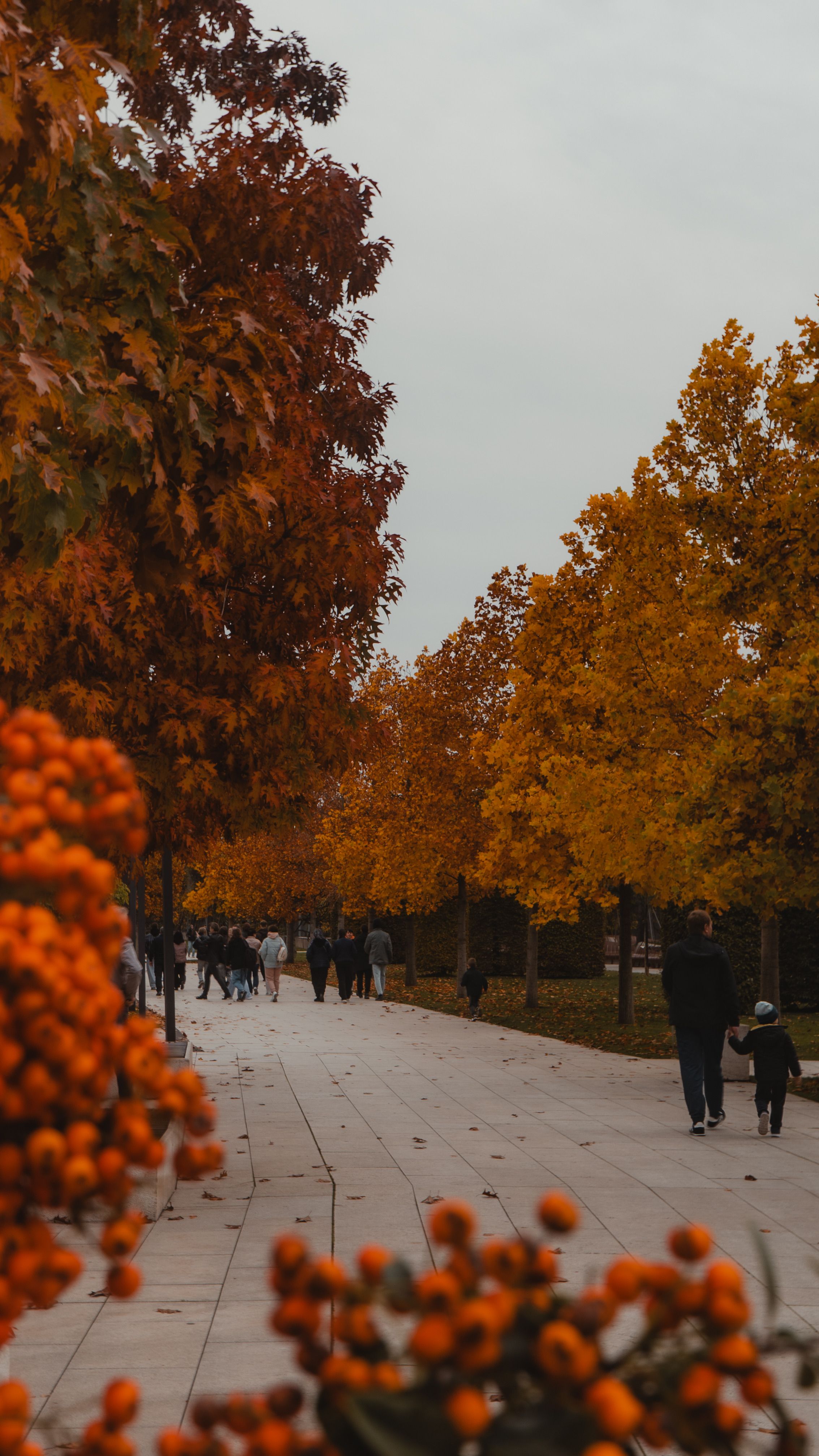 Scenic Fall Park Pathway with Vibrant Foliage · Free Stock Photo