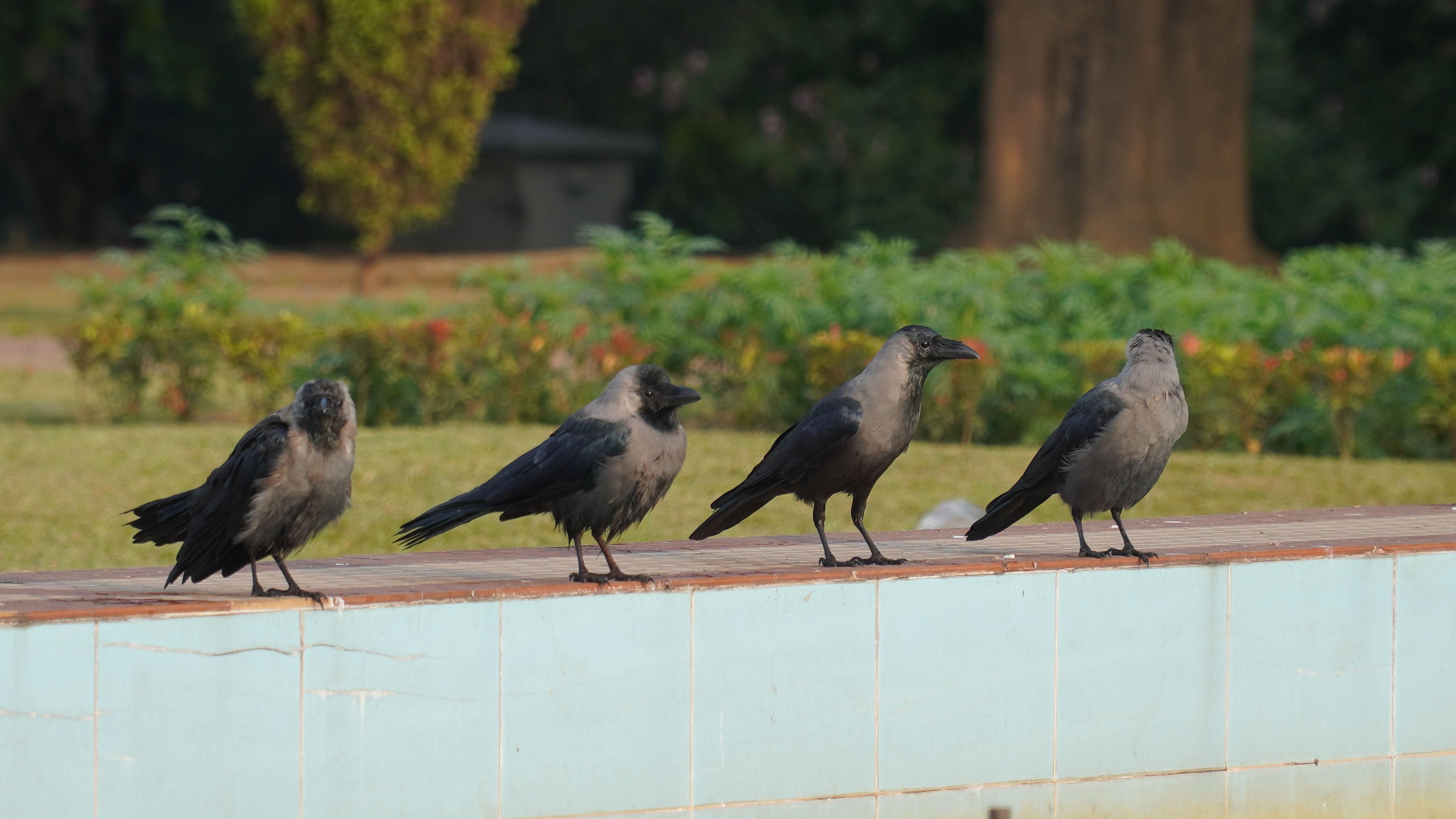 House Crows Perched on Pool Edge in India · Free Stock Photo
