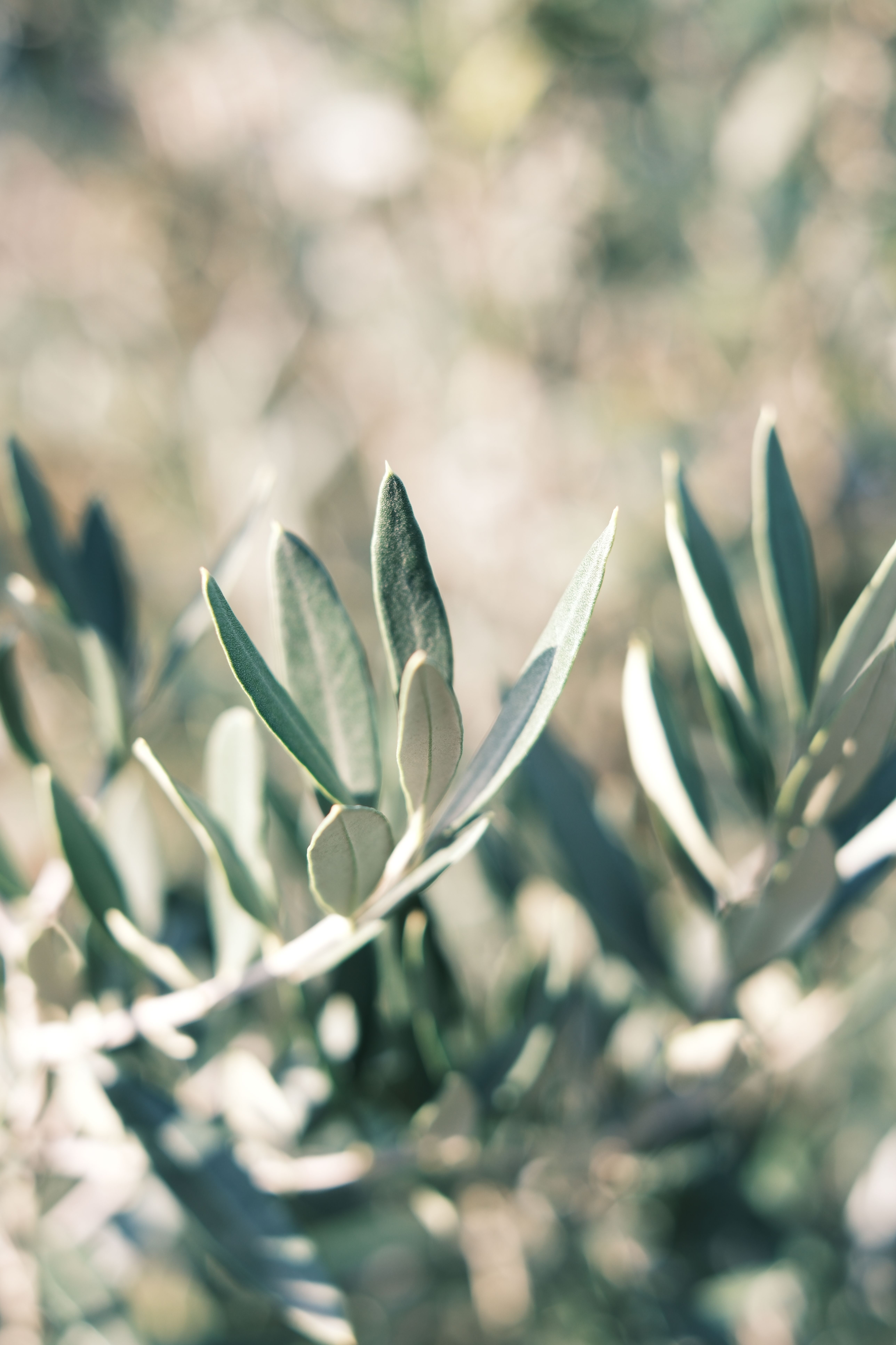 Close-Up of Olive Tree Branches in Sunlight · Free Stock Photo