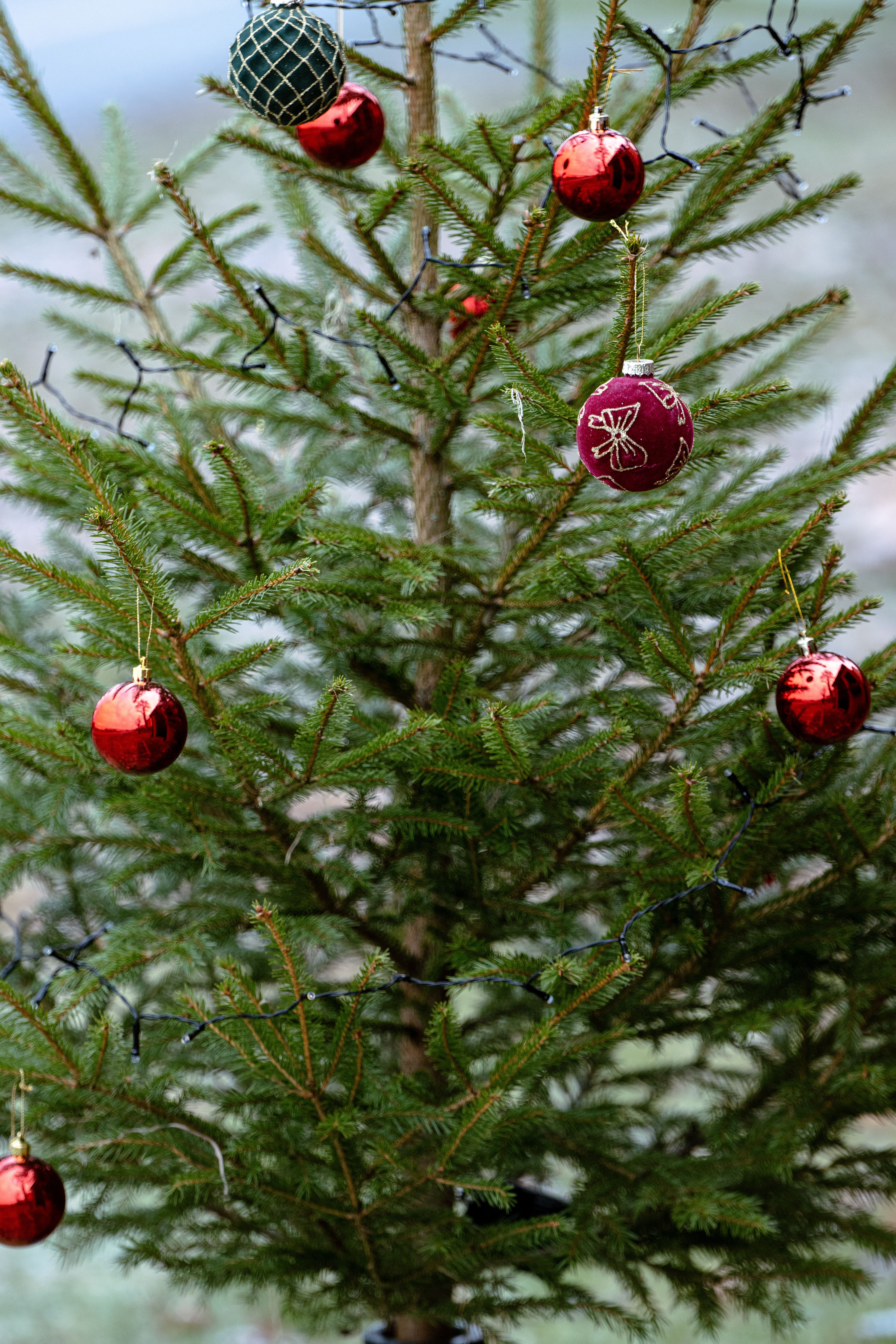 Decorated Outdoor Christmas Tree in Winter Forest · Free Stock Photo