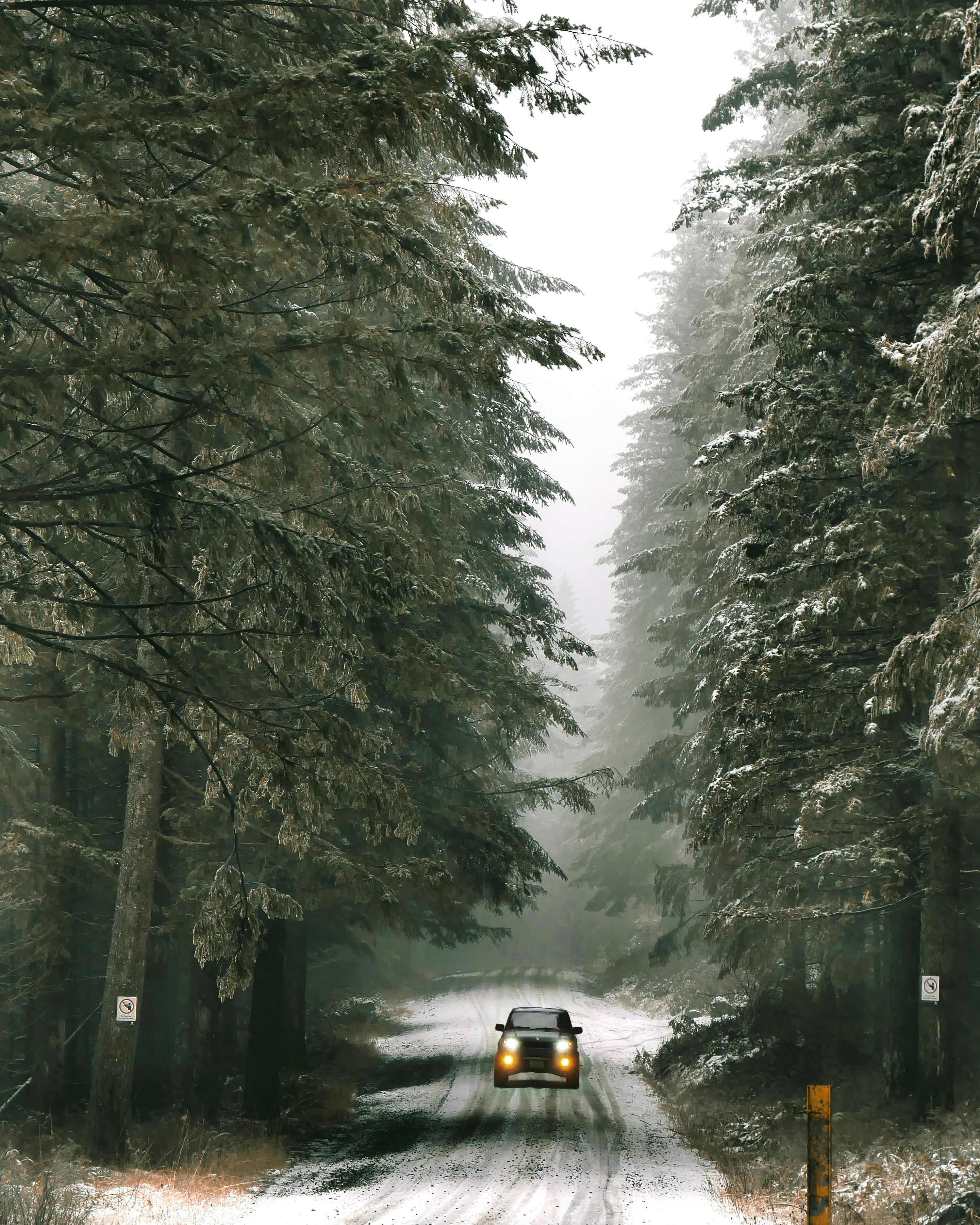 Car driving on road between trees against misty sky · Free Stock Photo