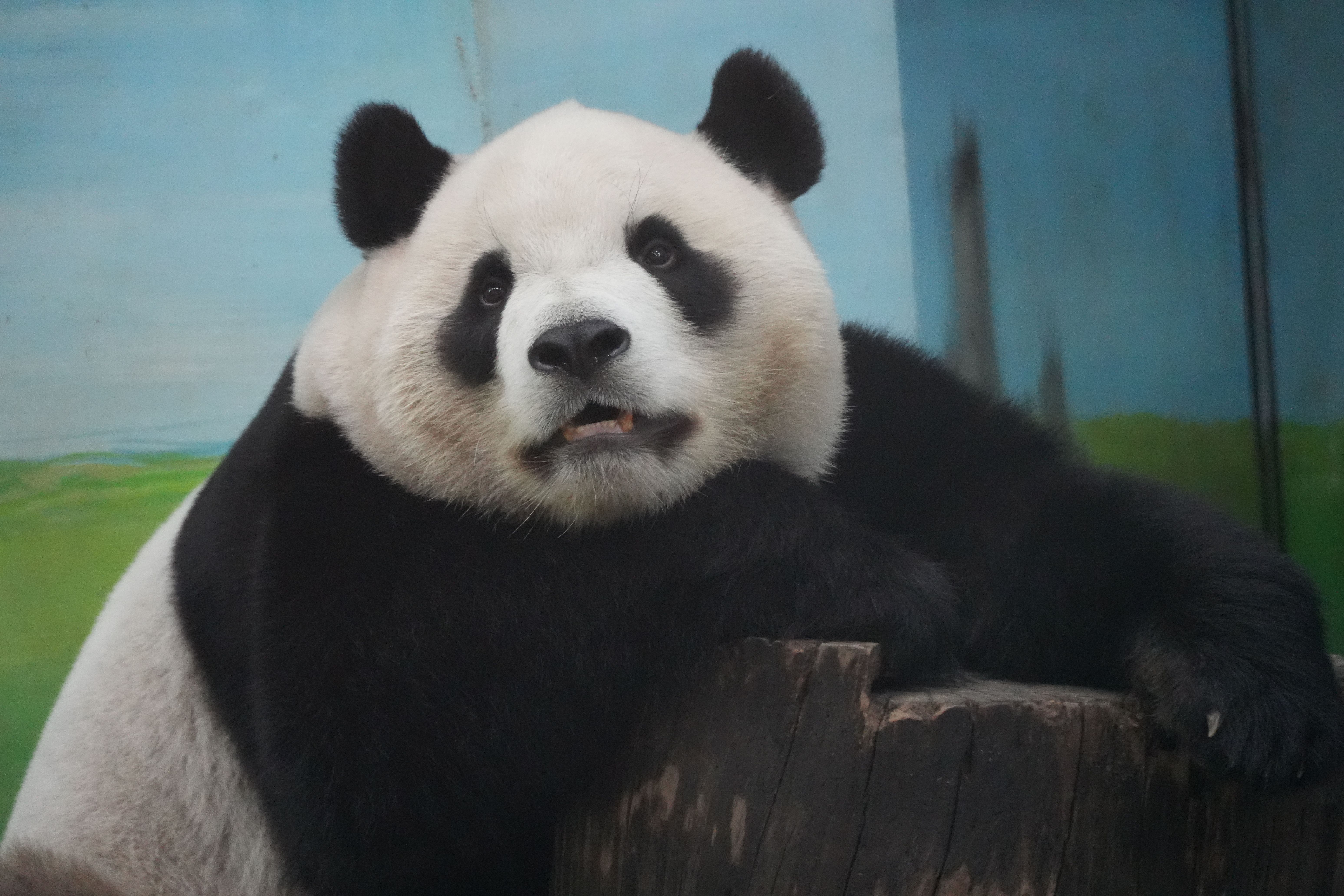 Giant Panda Resting on a Tree Stump in Zoo · Free Stock Photo