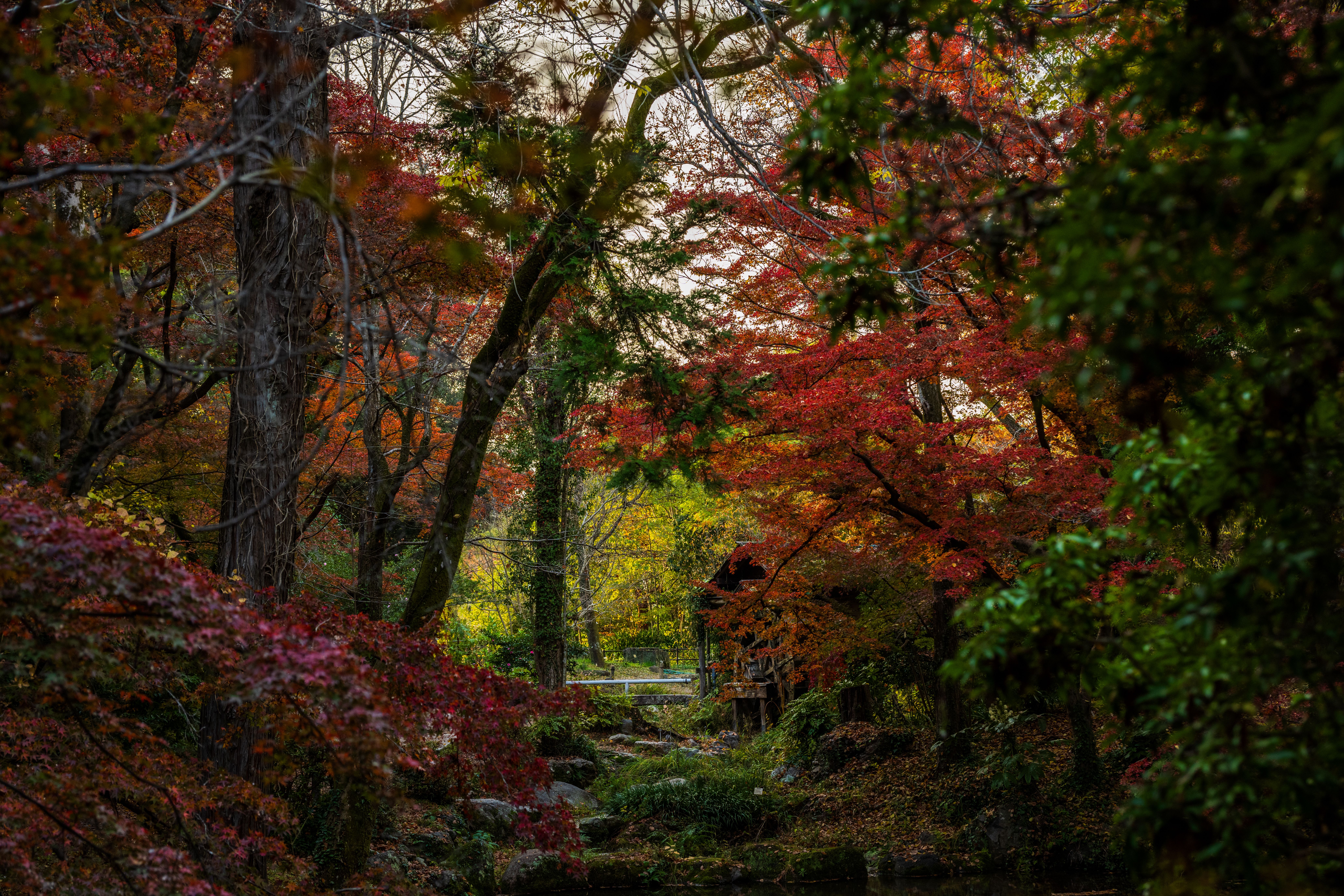 Autumn Forest Path with Vibrant Foliage · Free Stock Photo