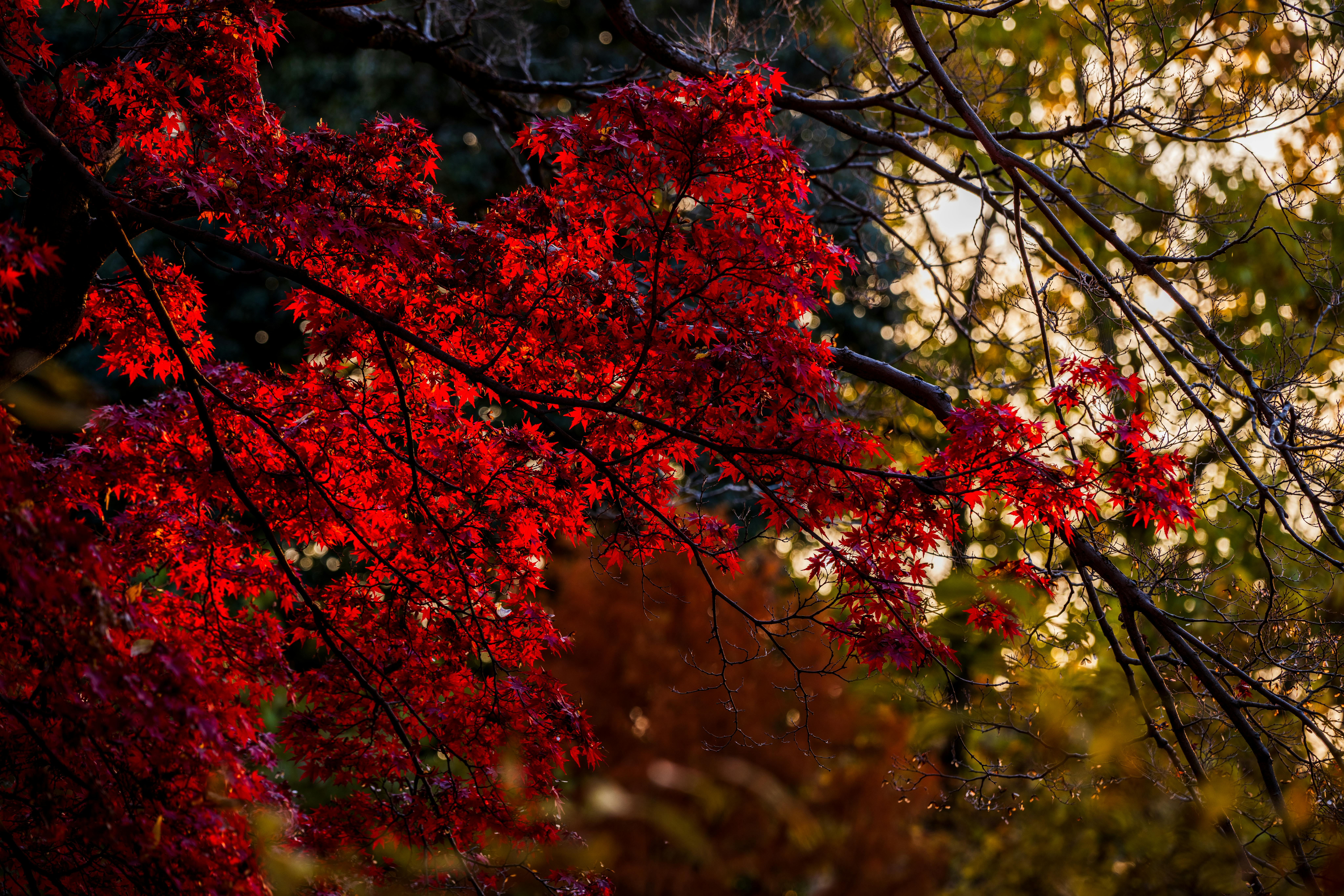Vibrantes Hojas De Arce Otoñales Bajo La Luz Del Sol · Foto de stock ...