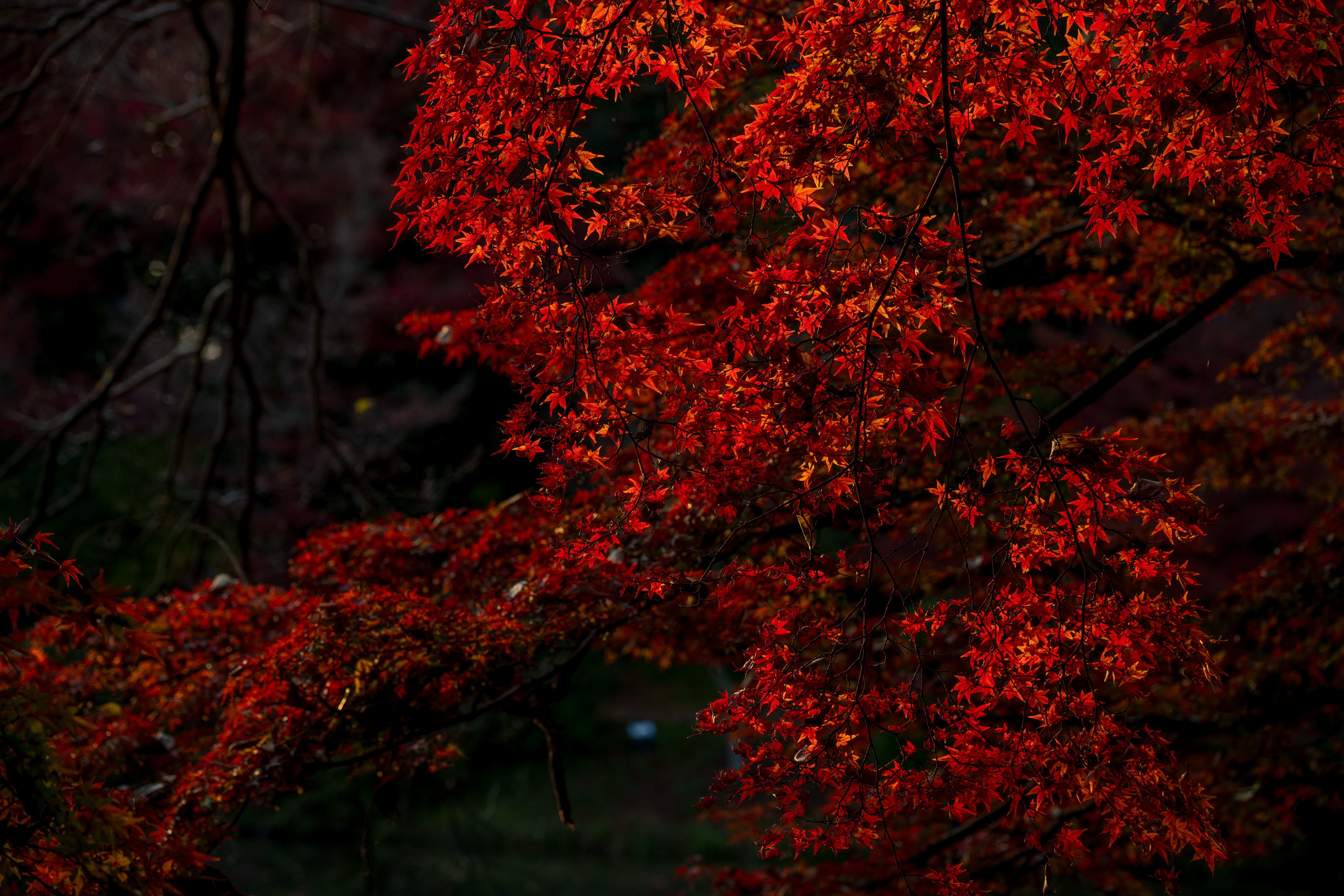 Red Leaf Tree · Free Stock Photo