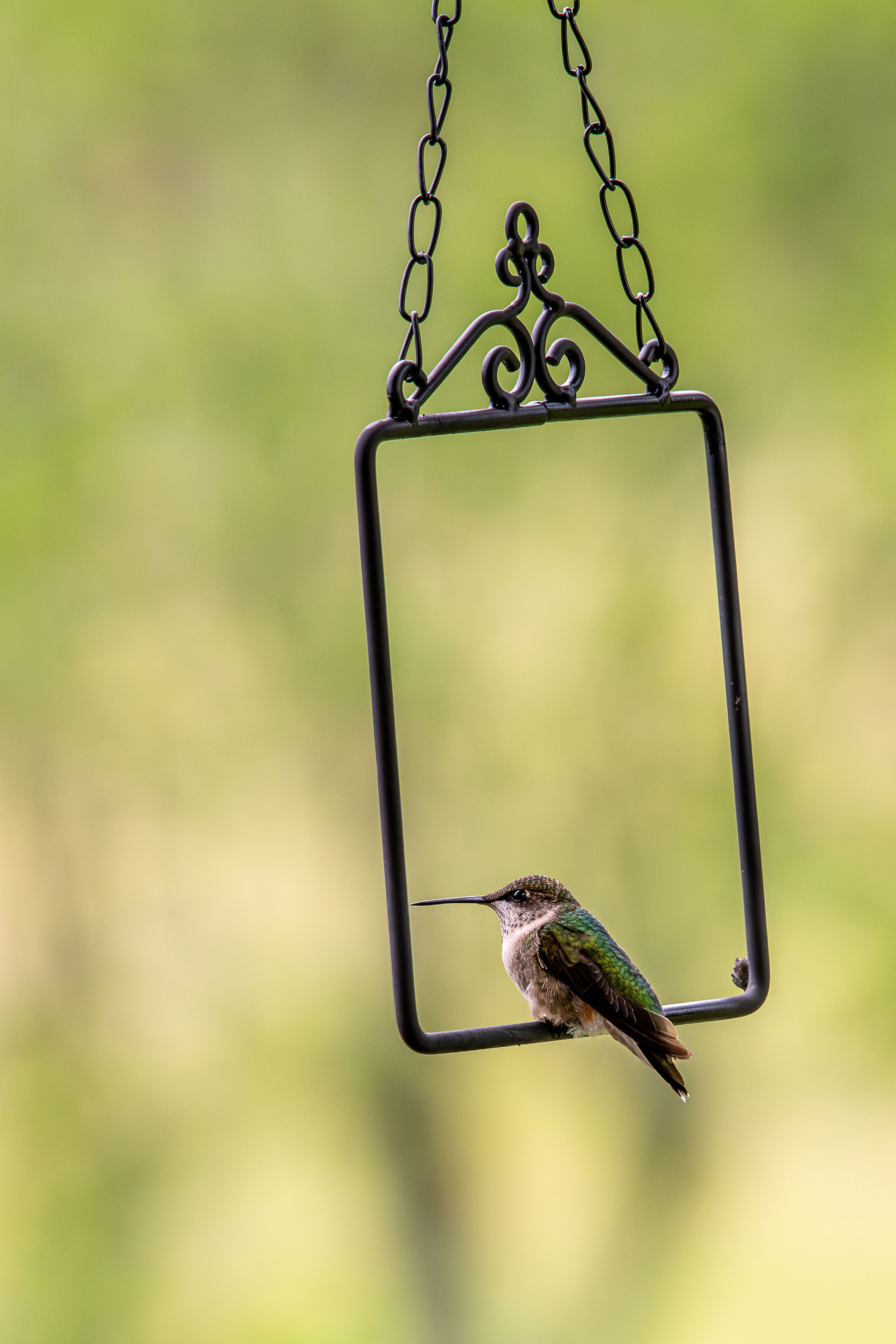 Hummingbird on Decorative Metal Swing in Nature · Free Stock Photo