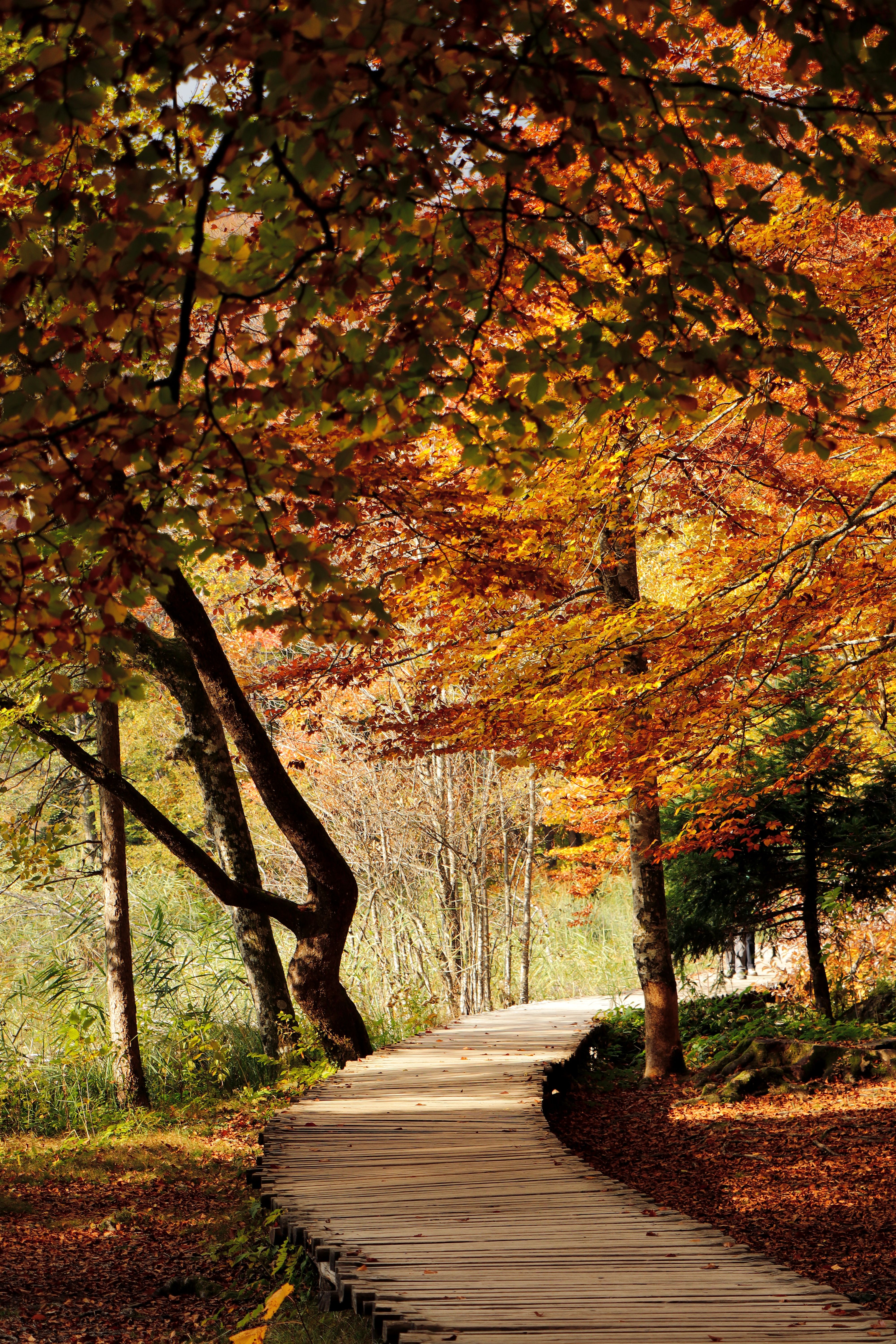 Scenic Wooden Pathway Amidst Vibrant Autumn Foliage · Free Stock Photo