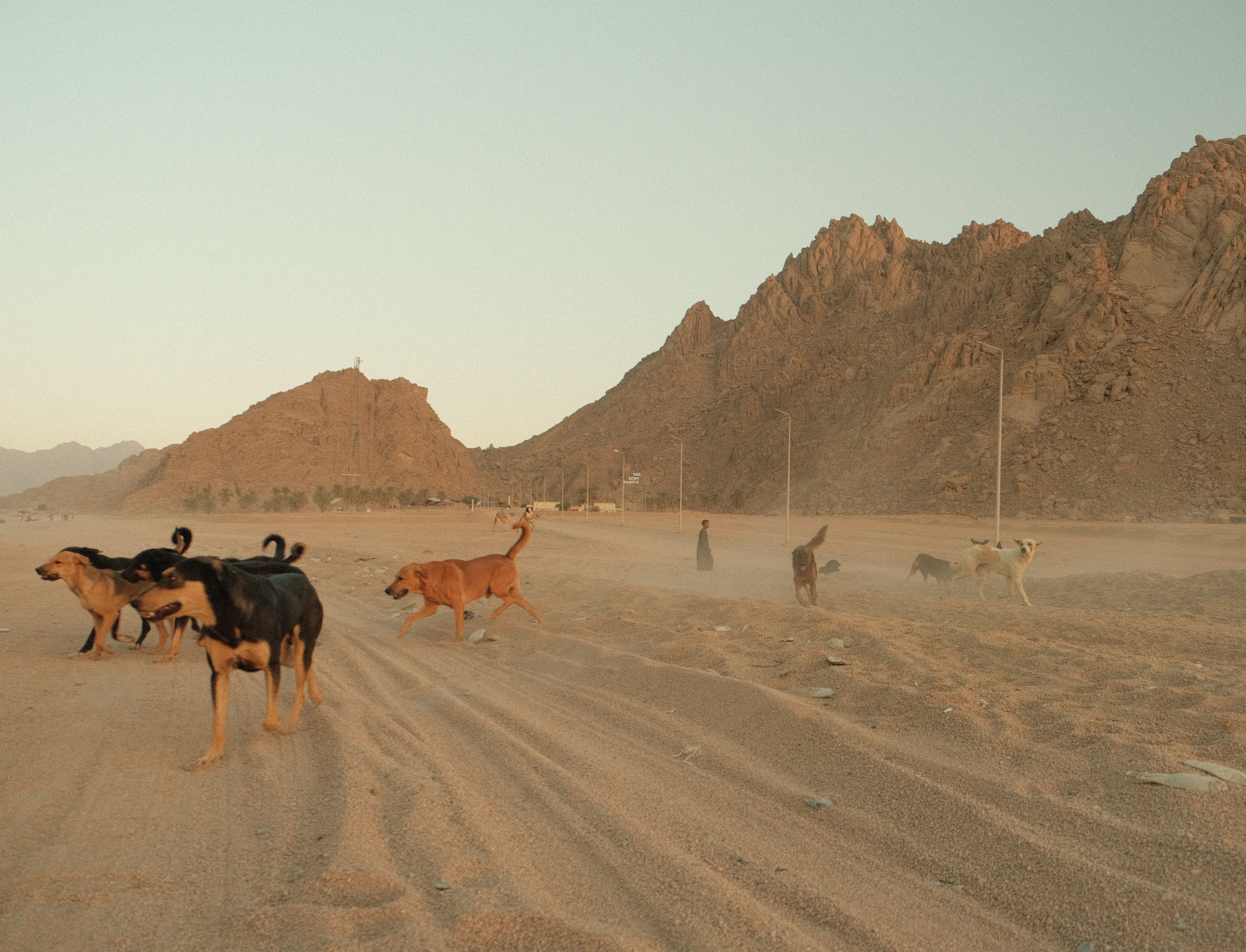 Desert Scene with Dogs at Dusk · Free Stock Photo