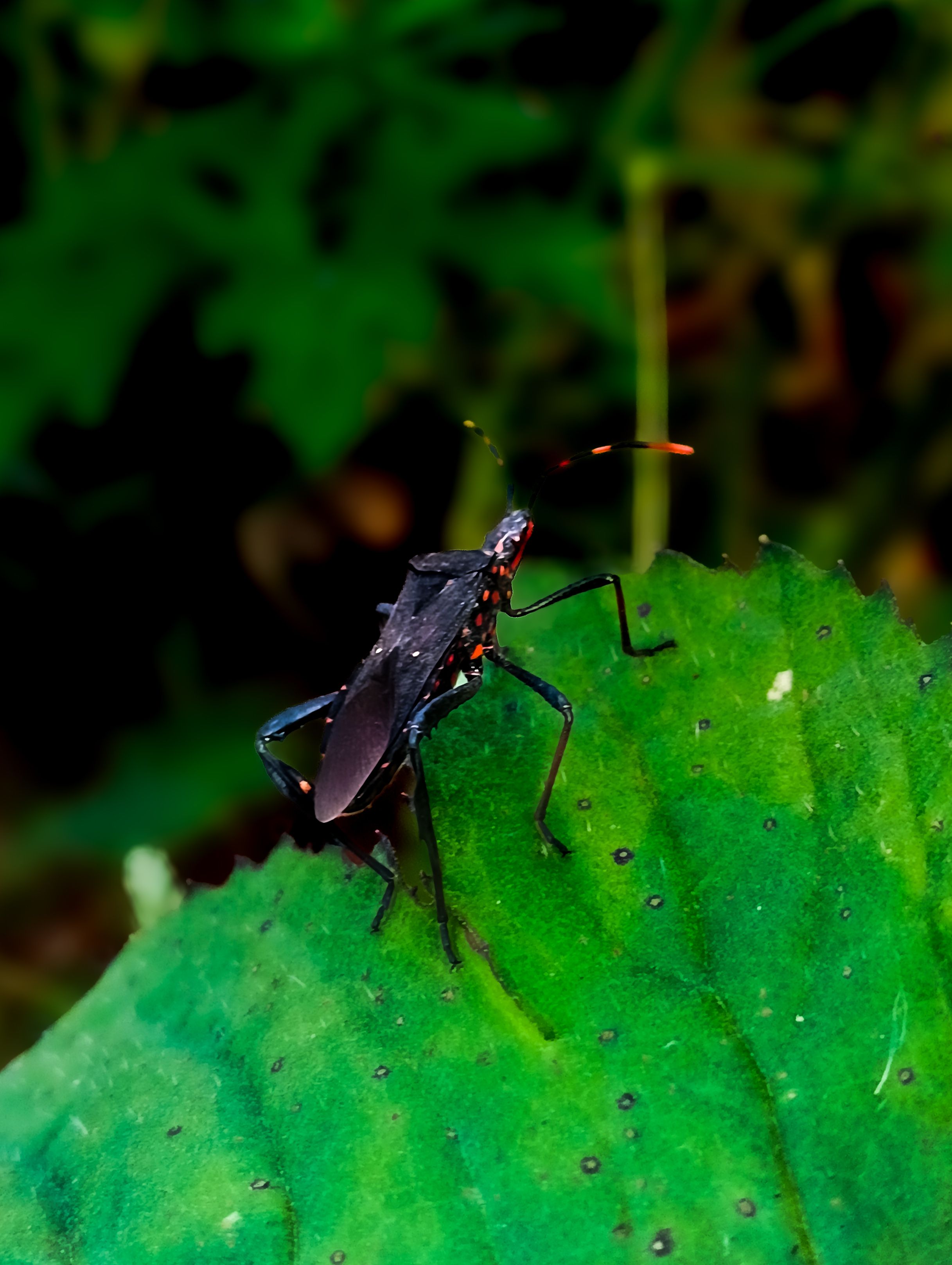 Macro Capture of Insect on Leaf in Indian Garden · Free Stock Photo