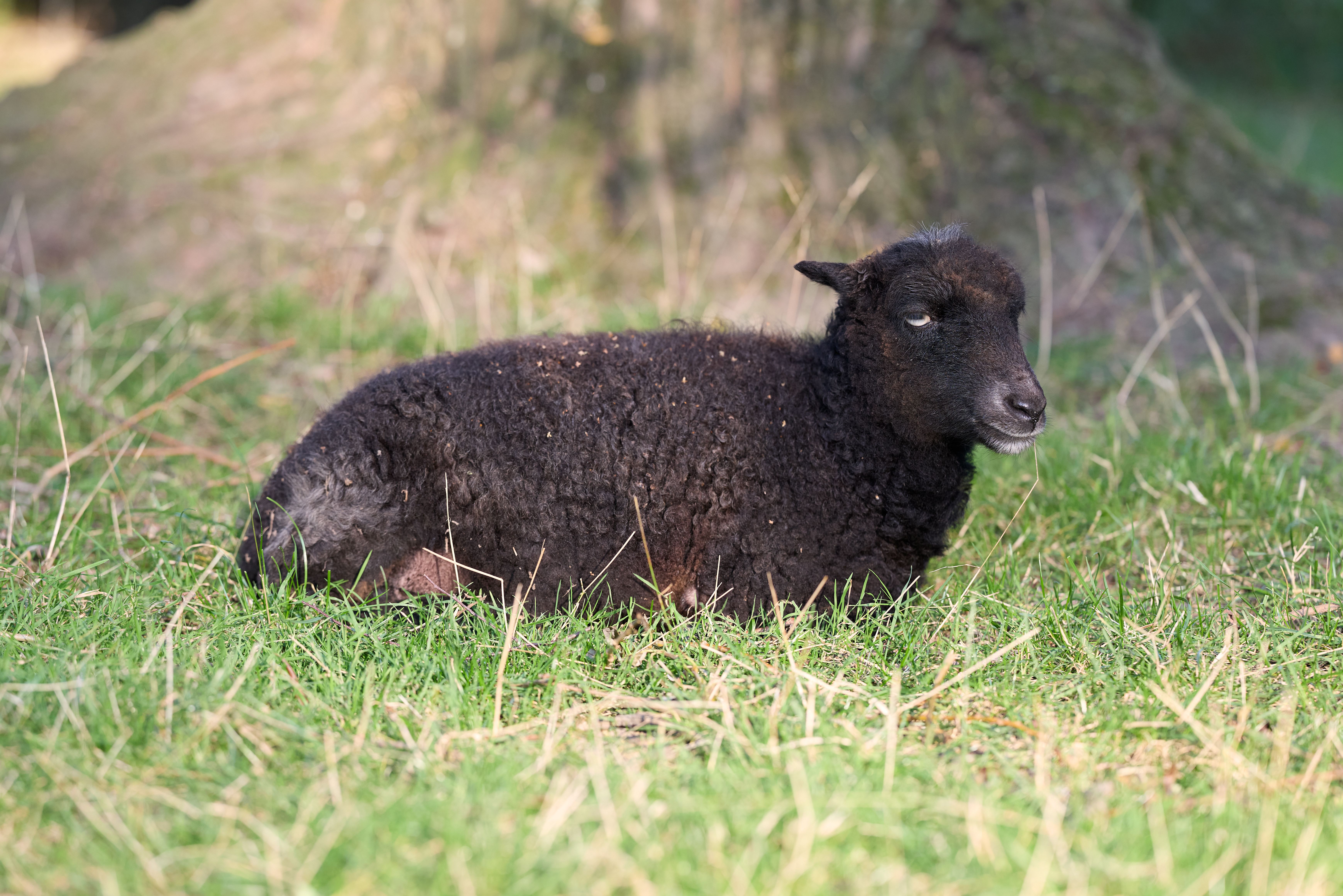 Peaceful Black Sheep Resting on a Green Field · Free Stock Photo