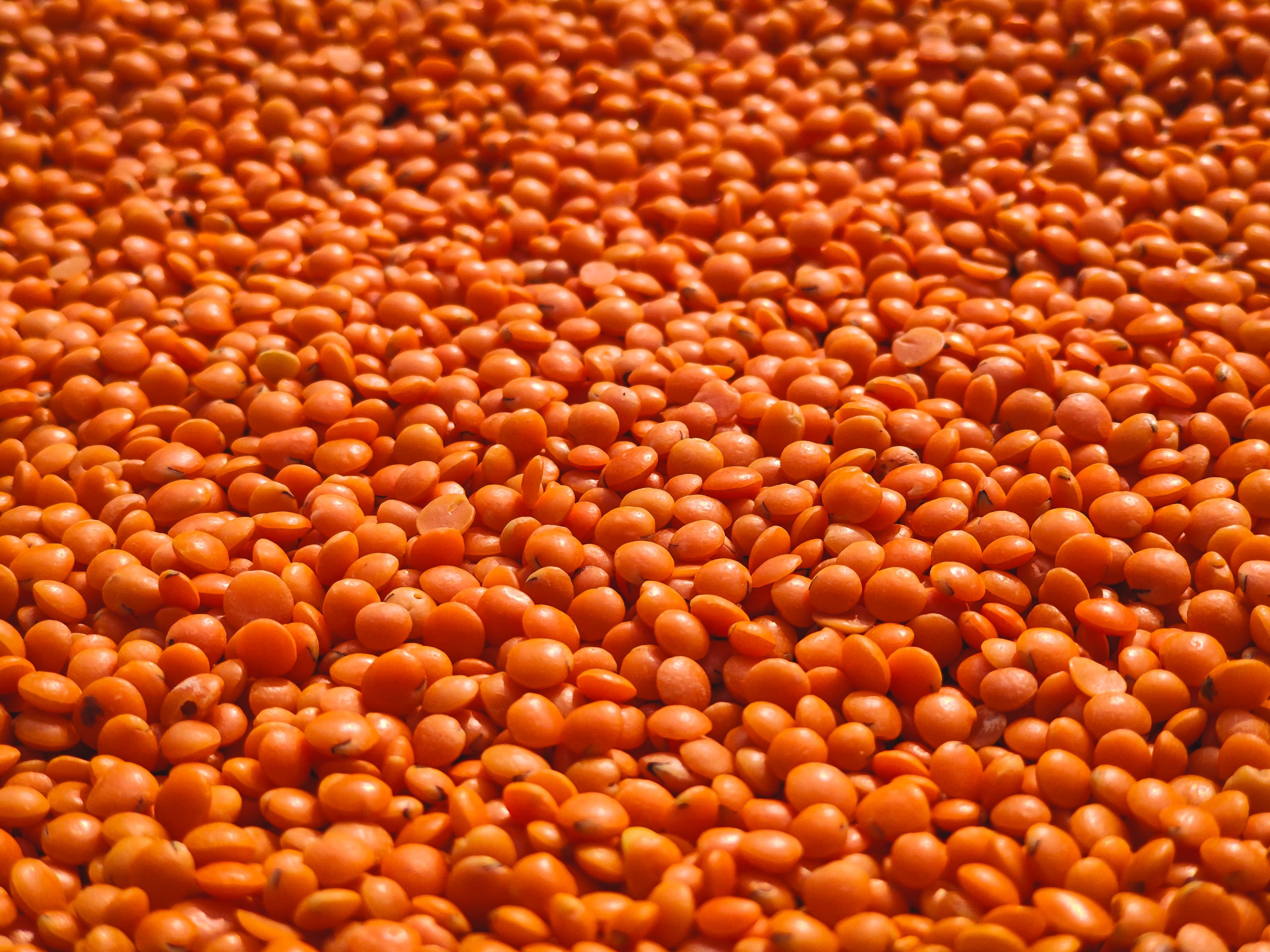 Red Lentils Photos, Download The BEST Free Red Lentils Stock Photos ...