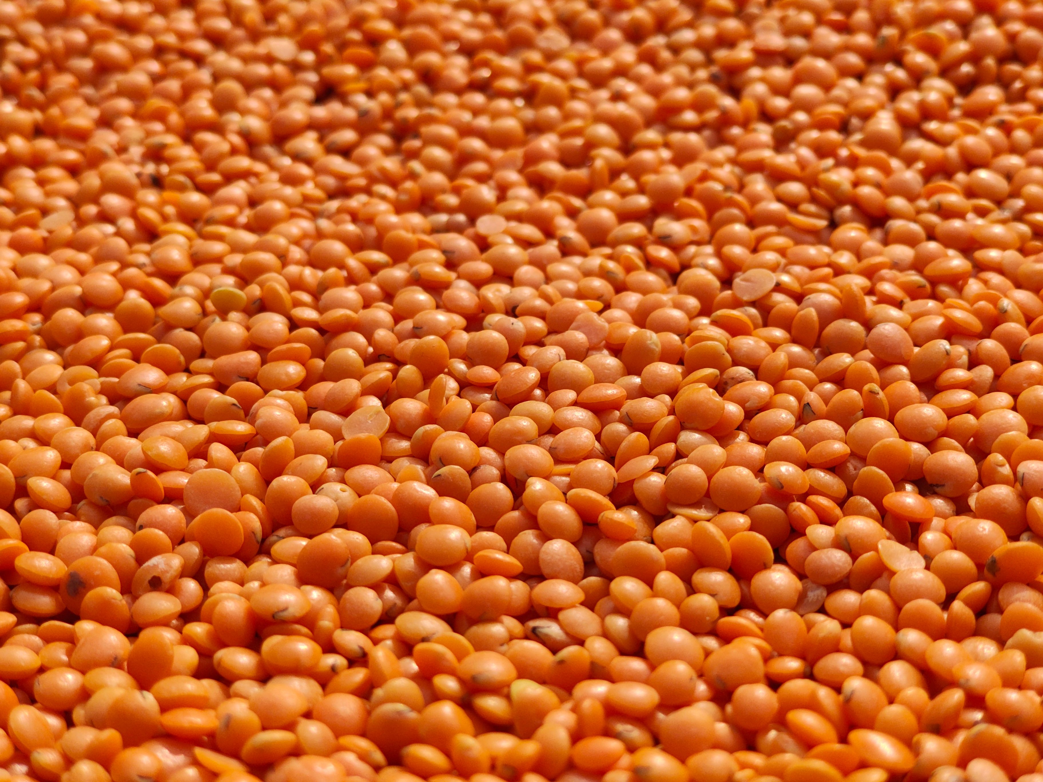 Close-up of Dried Red Lentils in Bulk · Free Stock Photo