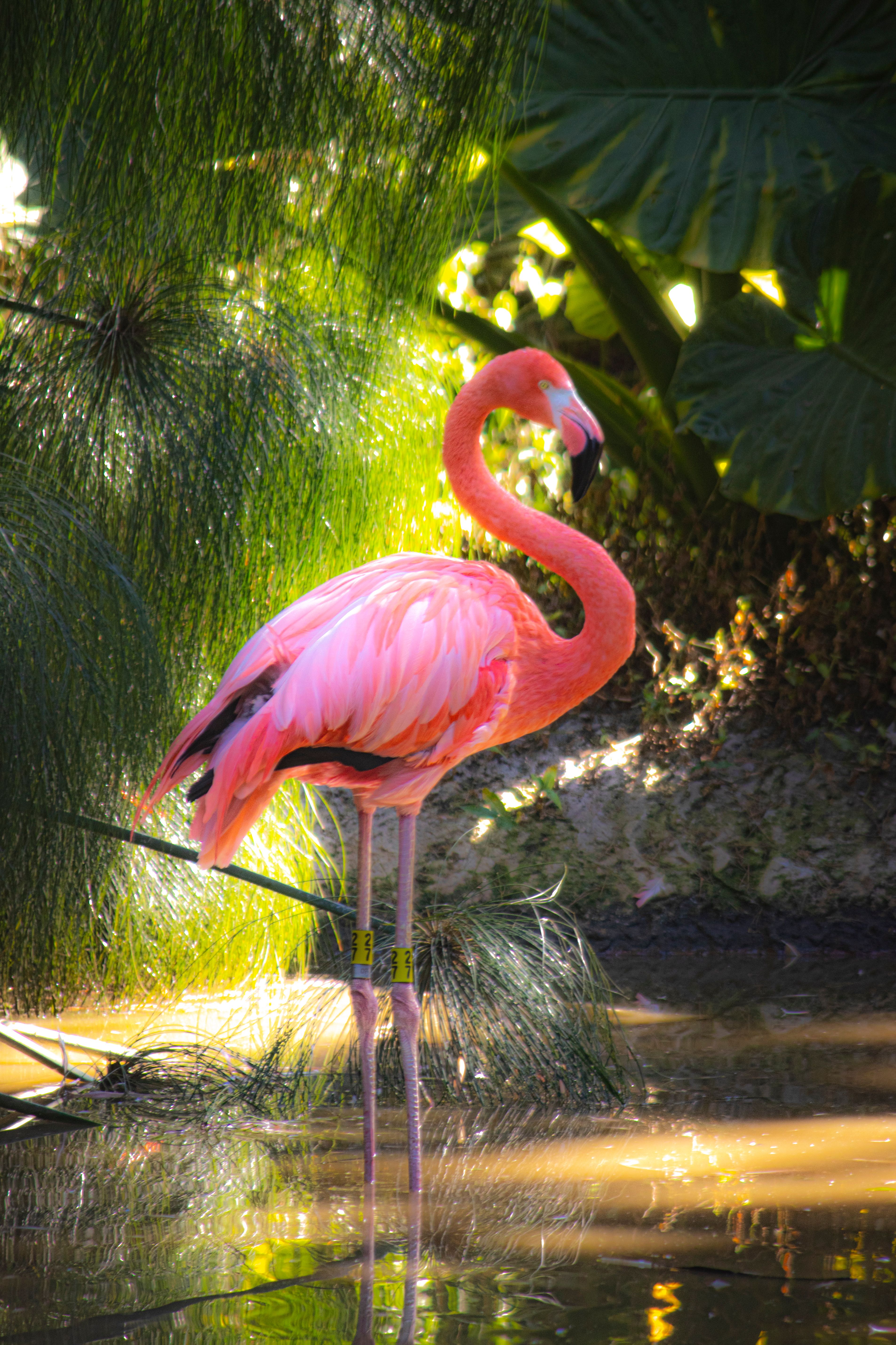 Vibrant Pink Flamingo Standing in Tropical Habitat · Free Stock Photo