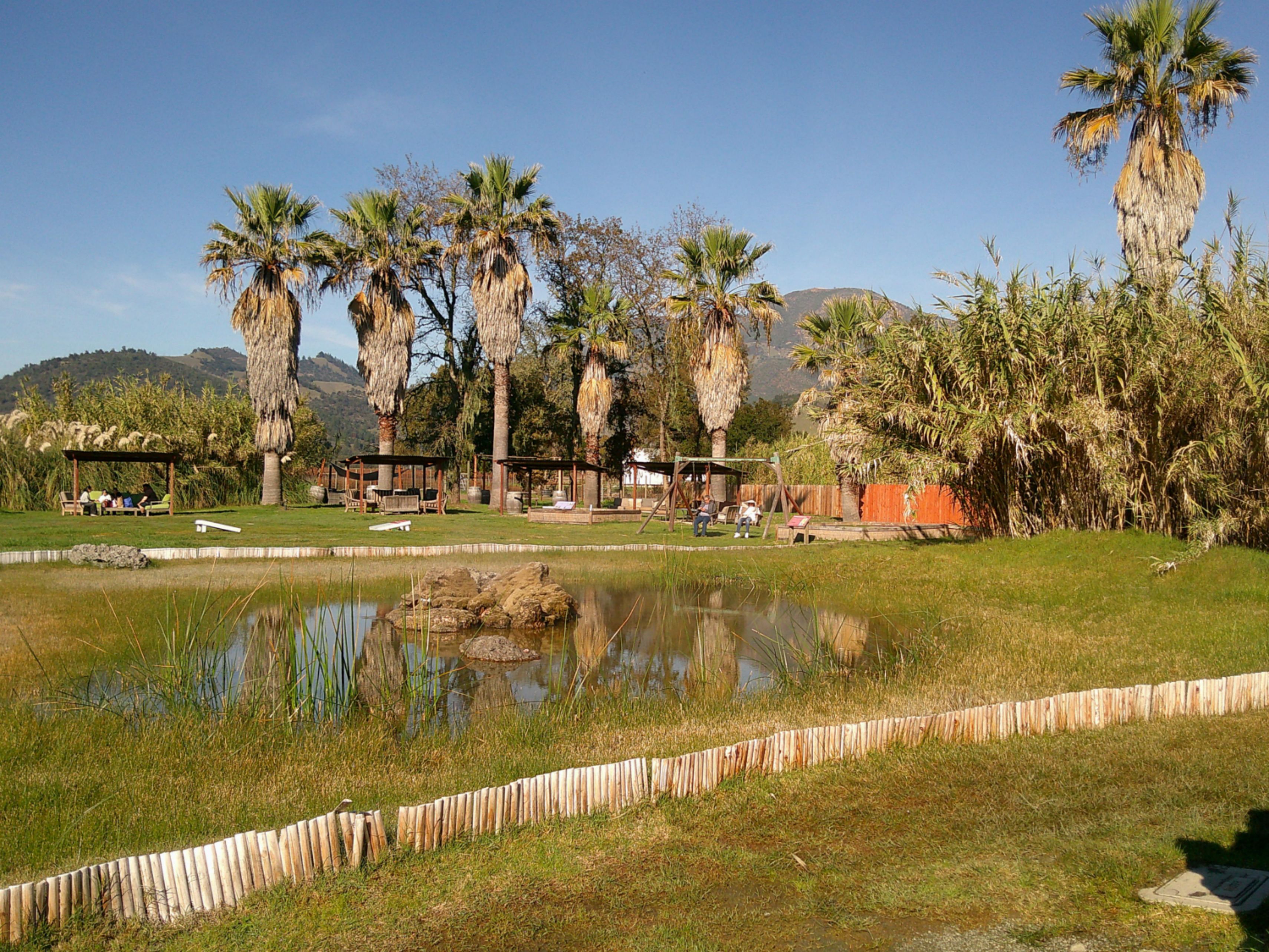 Relaxing Palm Oasis with Scenic Background · Free Stock Photo