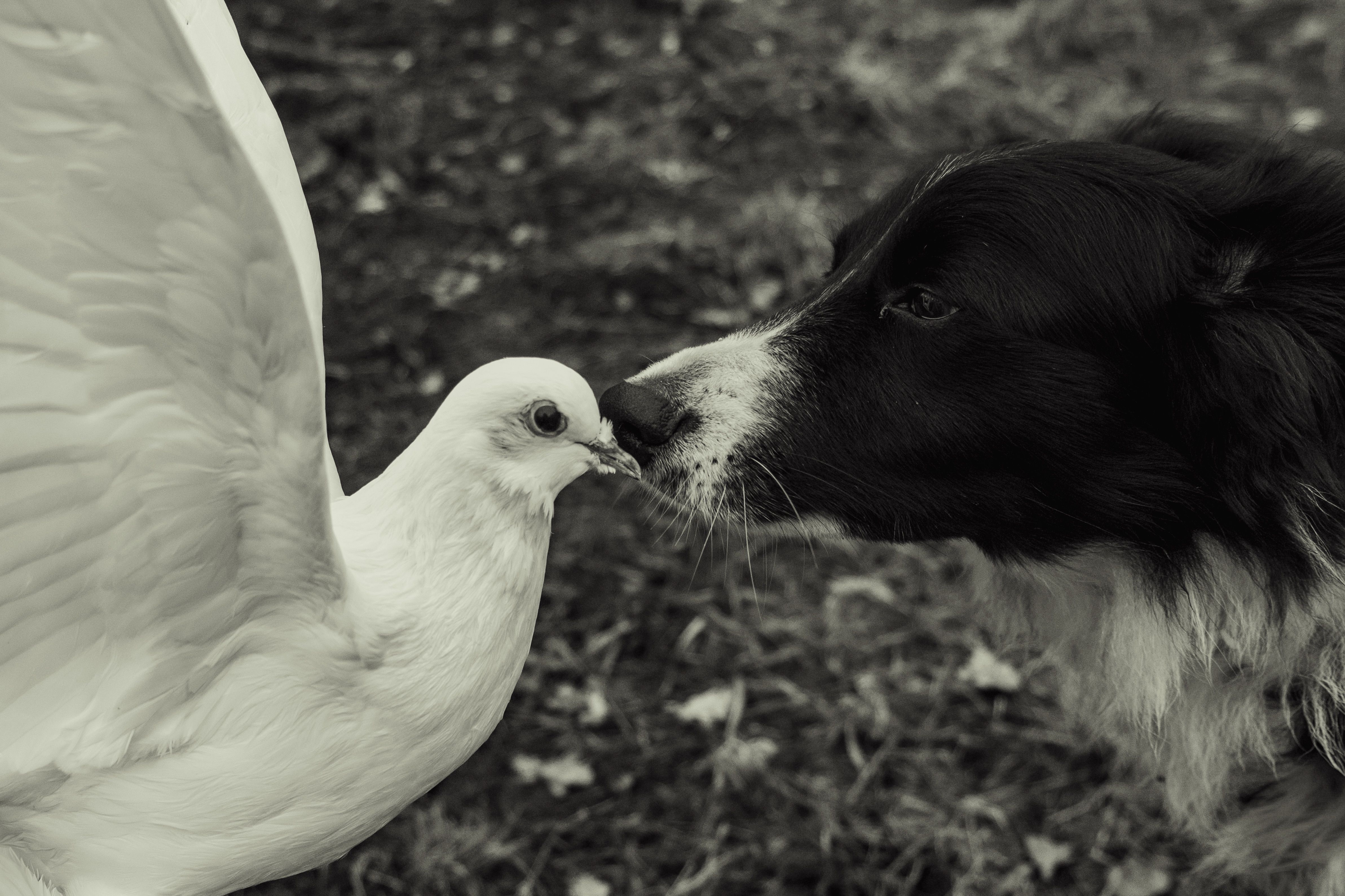 Close Encounter Between Dog and Dove in Nature · Free Stock Photo