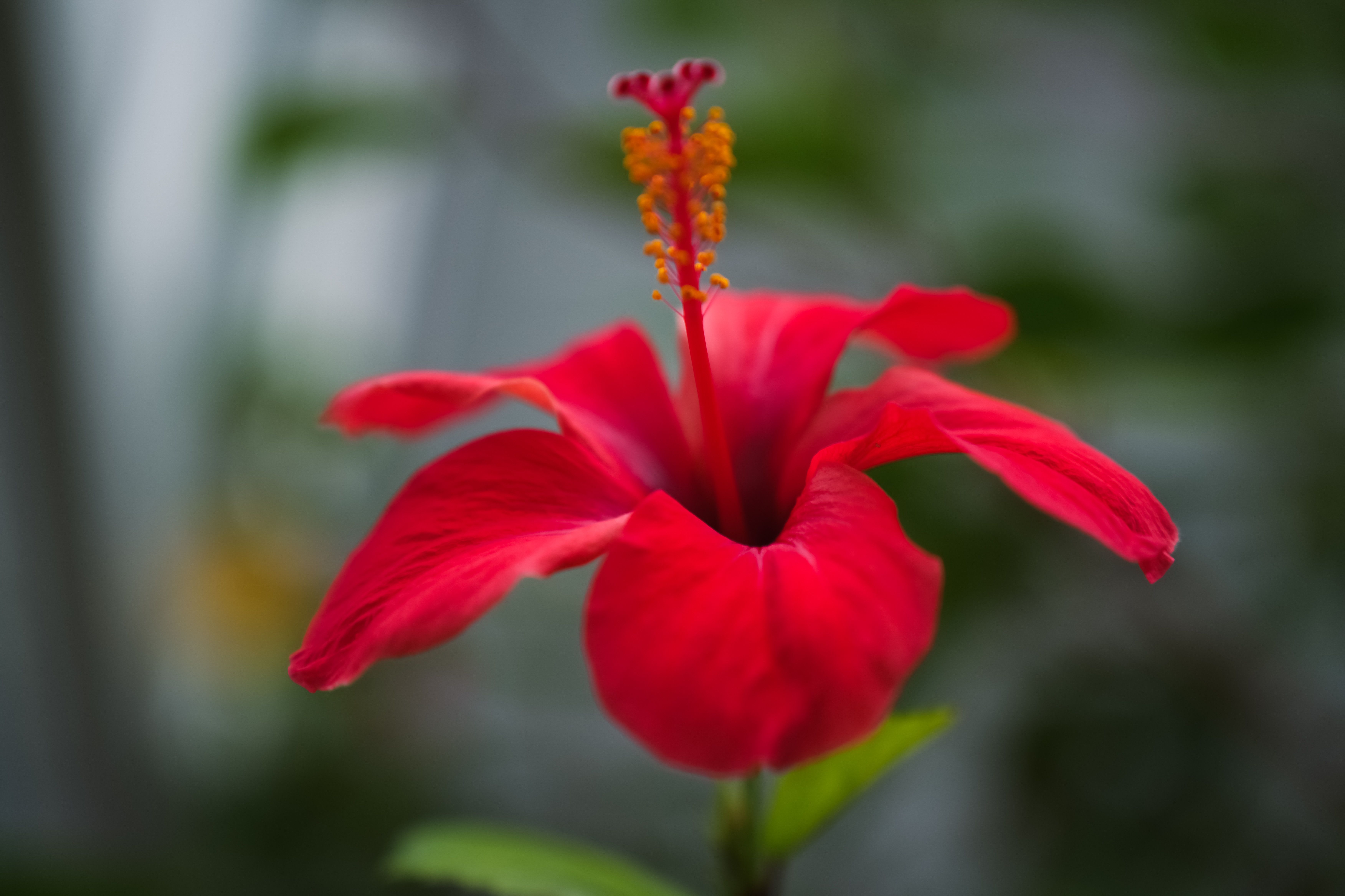 Foto de stock gratuita sobre 'hibisco rojo ", arreglo floral, belleza ...
