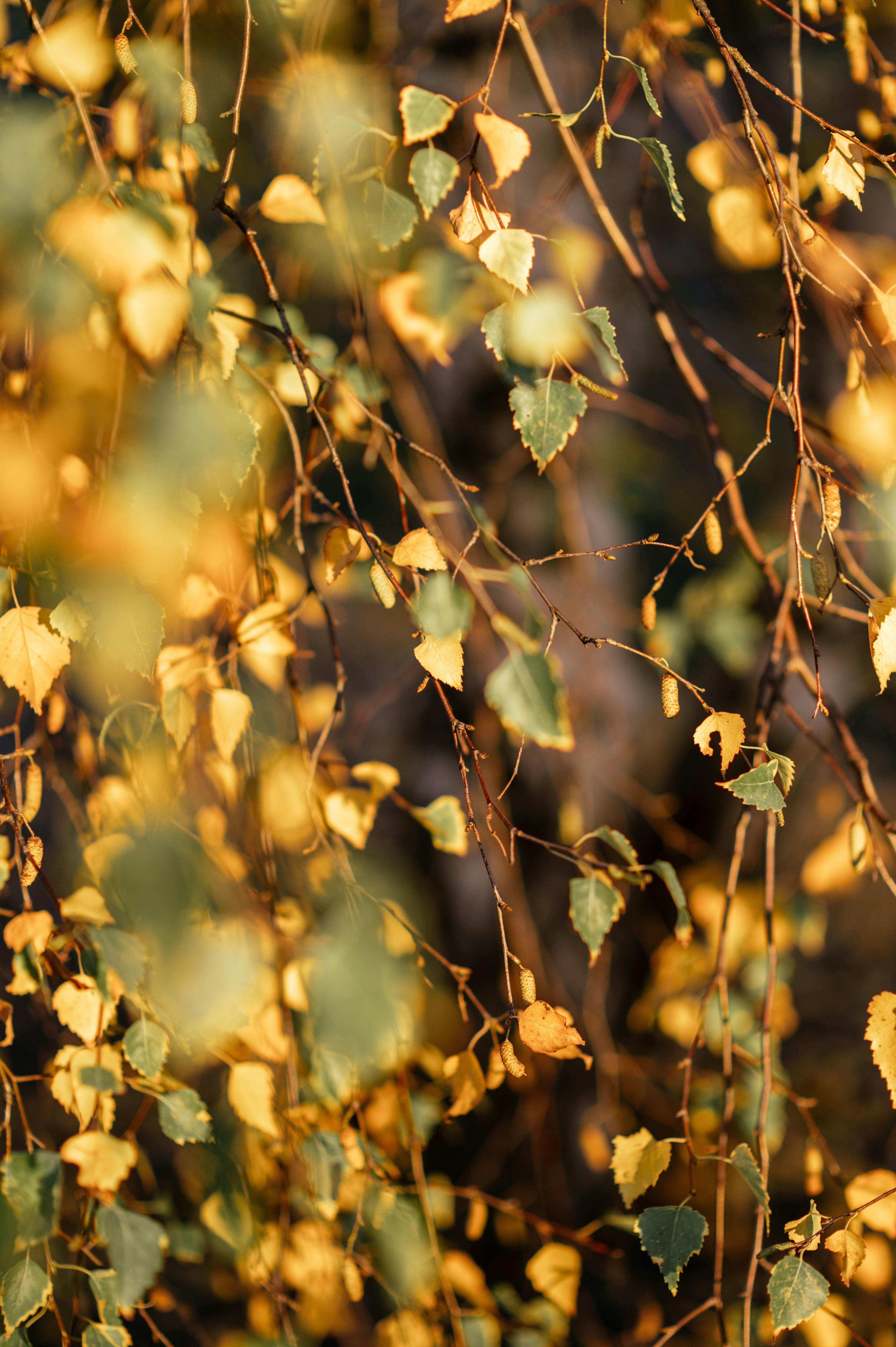 Bugonia+Opening+Scene Photos, Download The BEST Free Bugonia+Opening ...