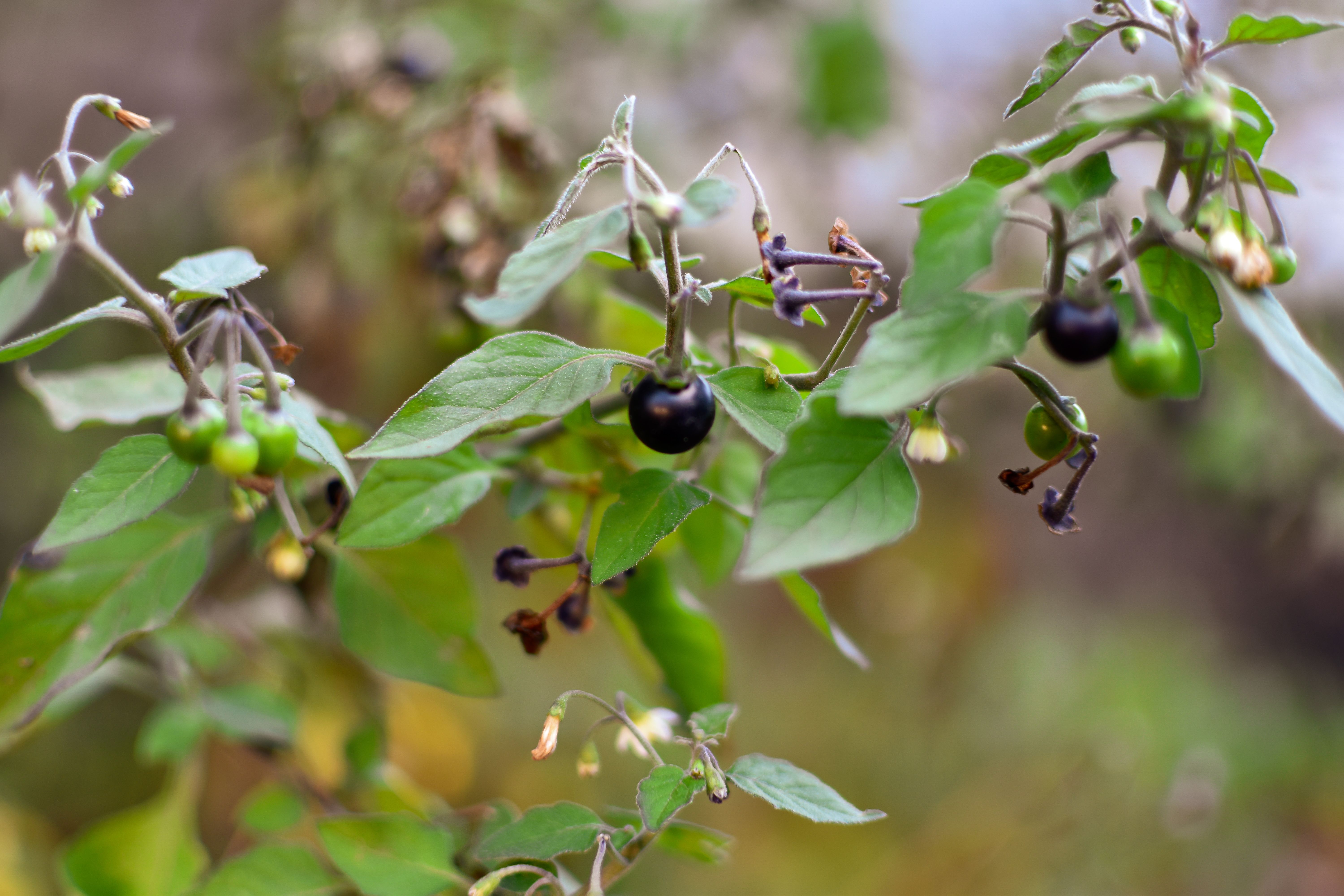 4k Nightshade Photos, Download The BEST Free 4k Nightshade Stock Photos ...