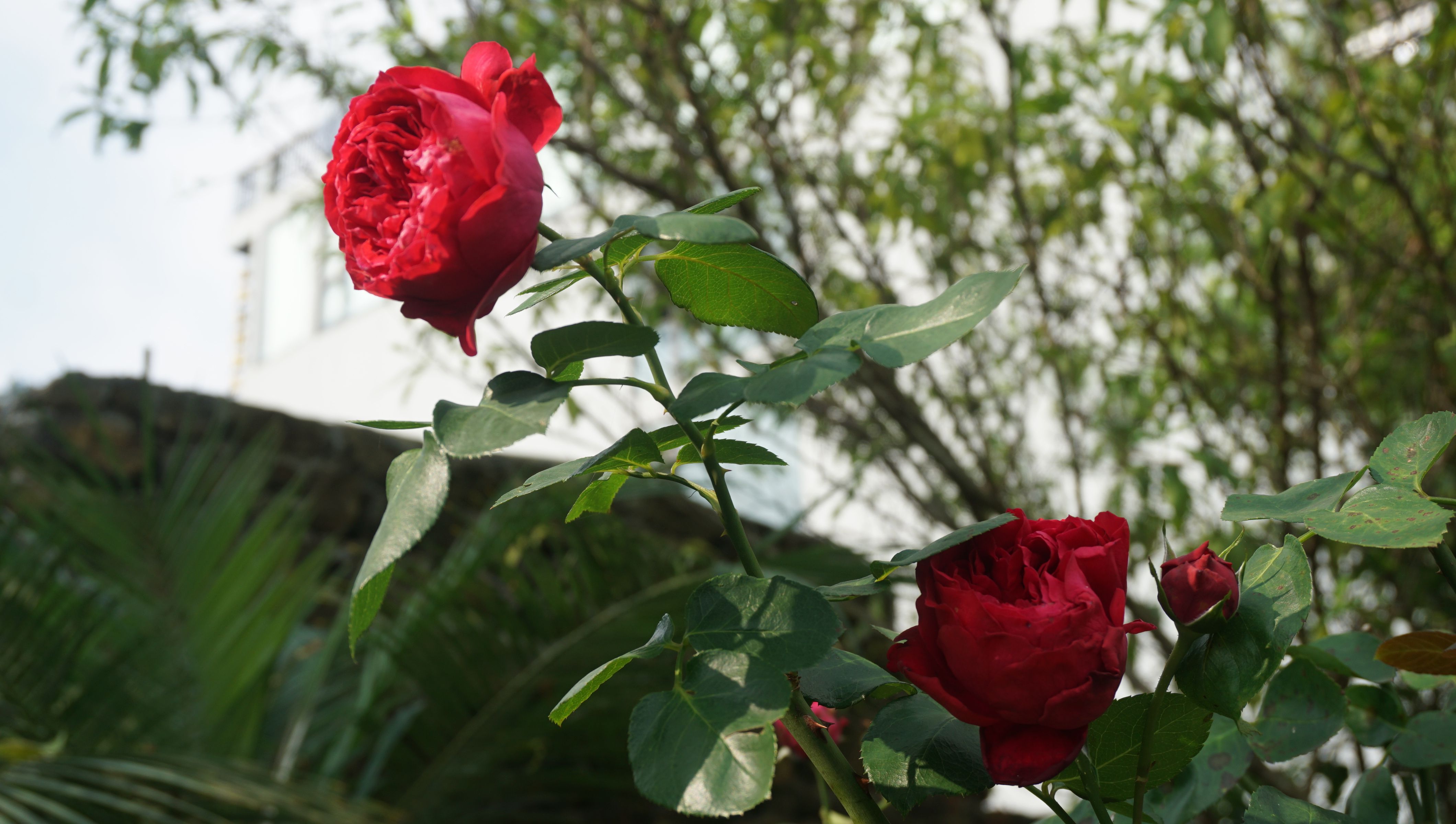 Rose+Cliff Photos, Download The BEST Free Rose+Cliff Stock Photos & HD ...