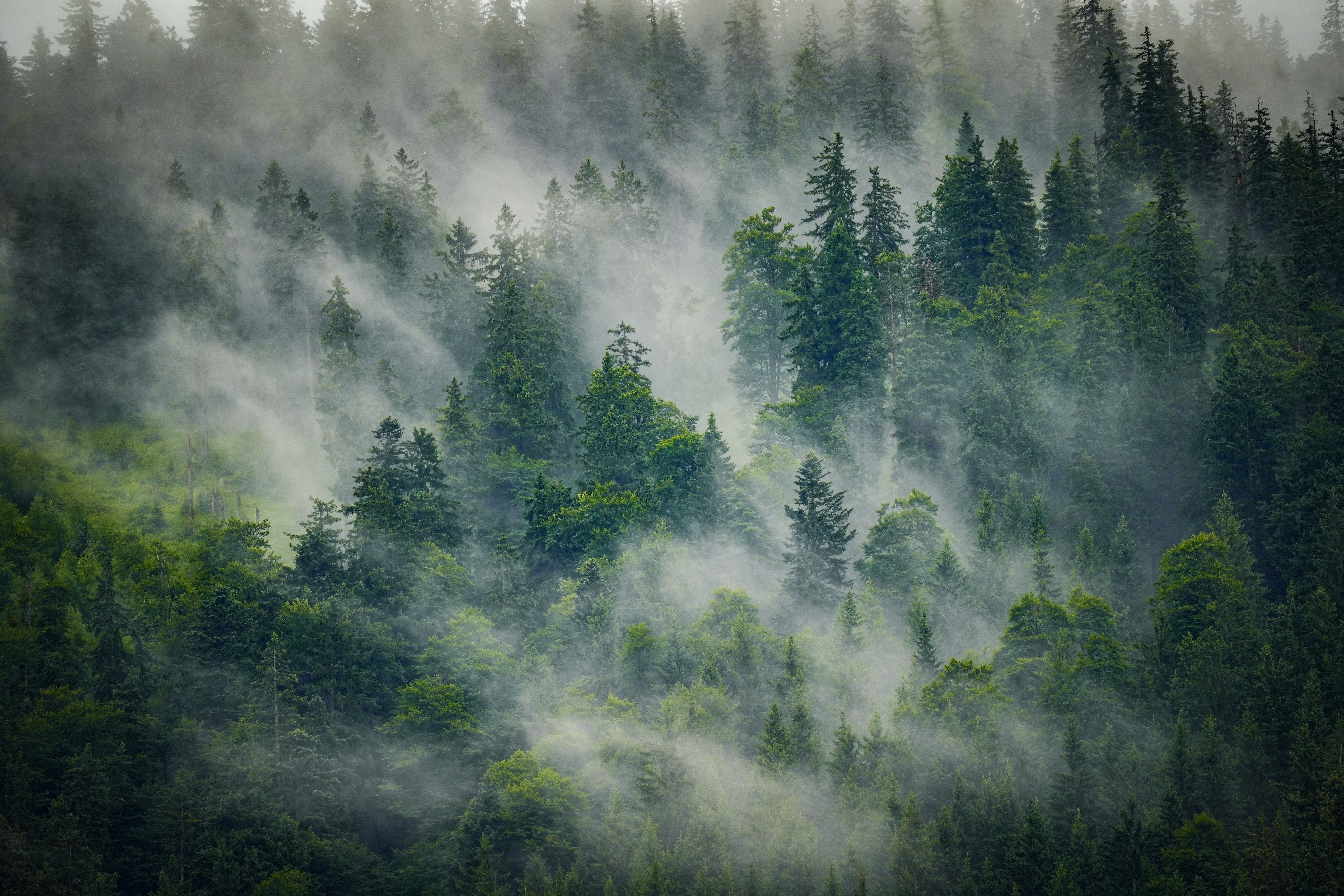 Paysage De Forêt De Conifères Brumeuse · Photo gratuite